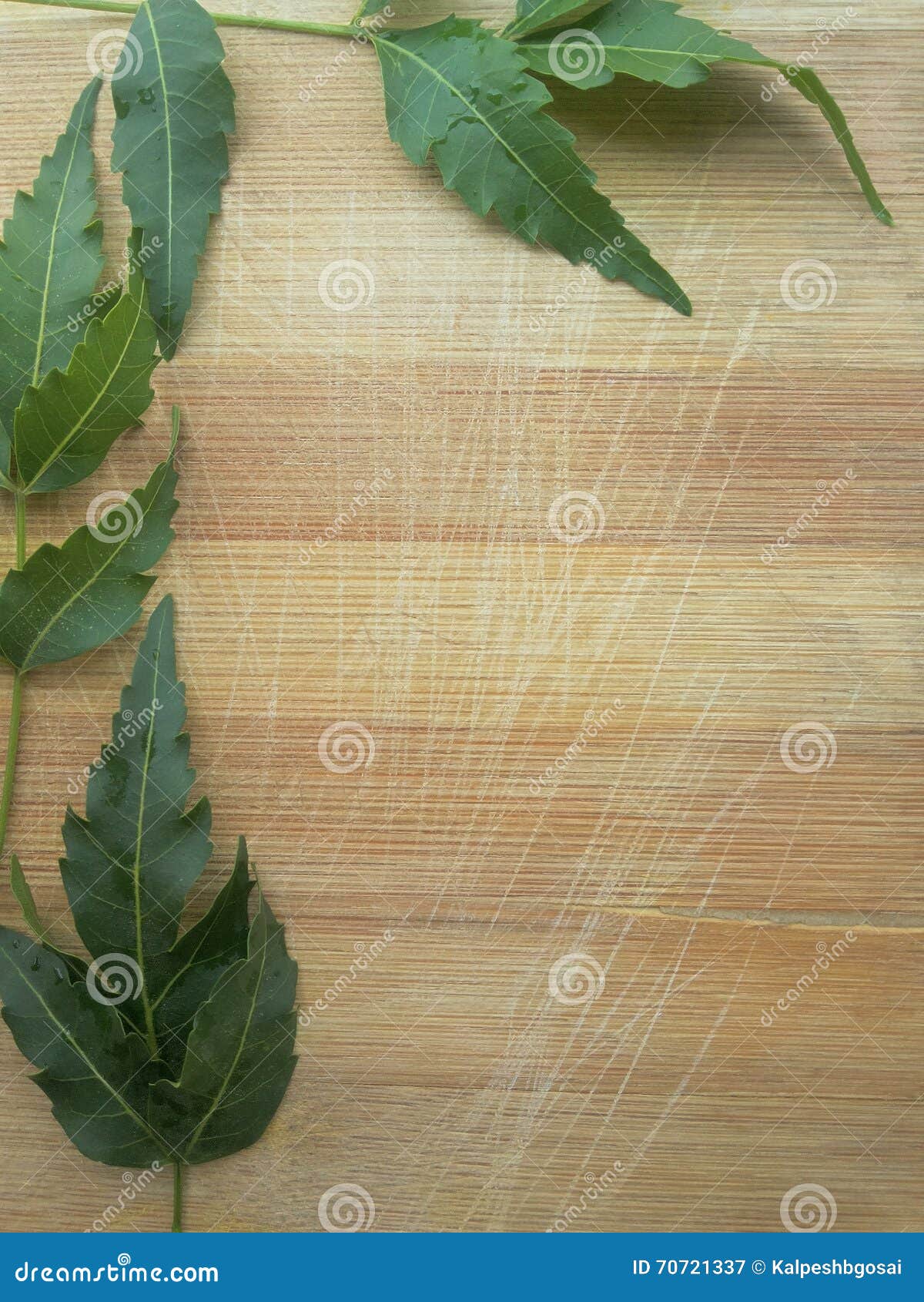 Neem Leaf Border Stock Photos - Free & Royalty-Free Stock Photos from ...