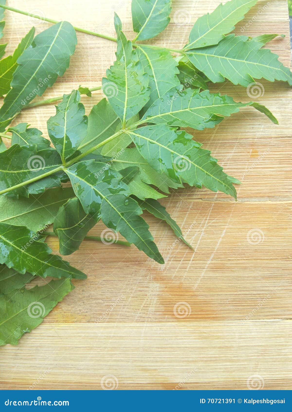 Neem leaves corner stock image. Image of green, care - 70721391