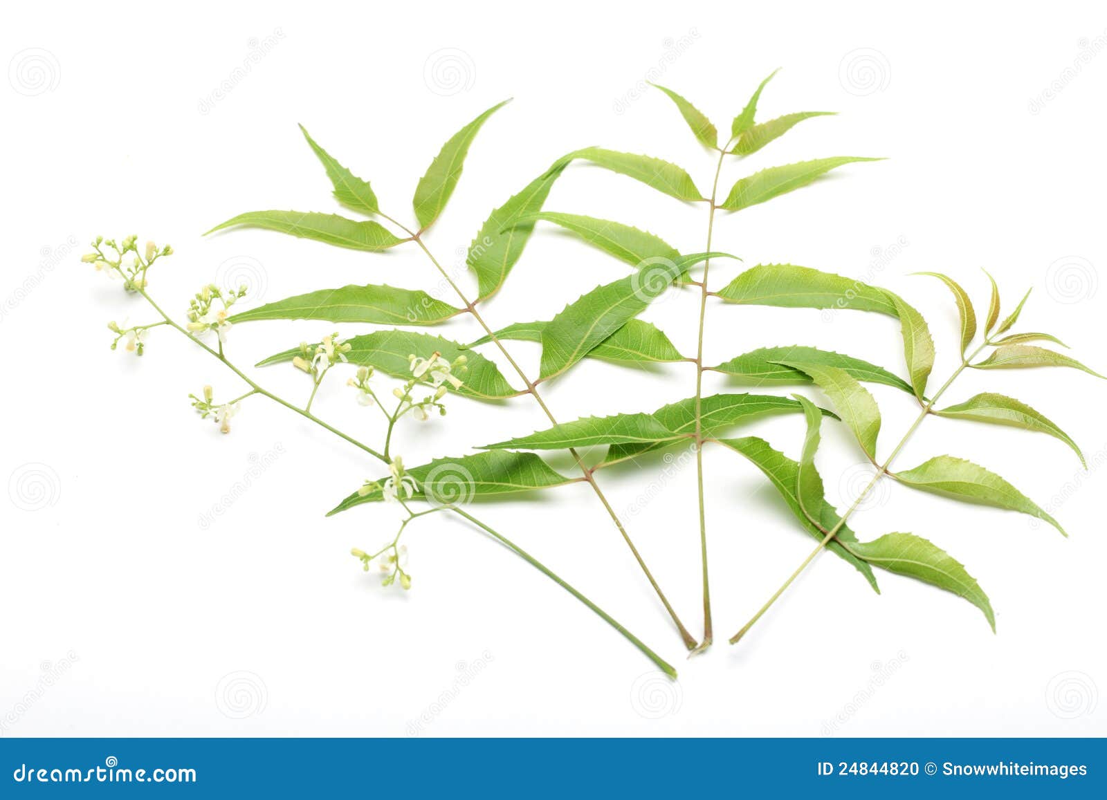 Neem leaves and flowers stock photo. Image of ayurveda - 24844820