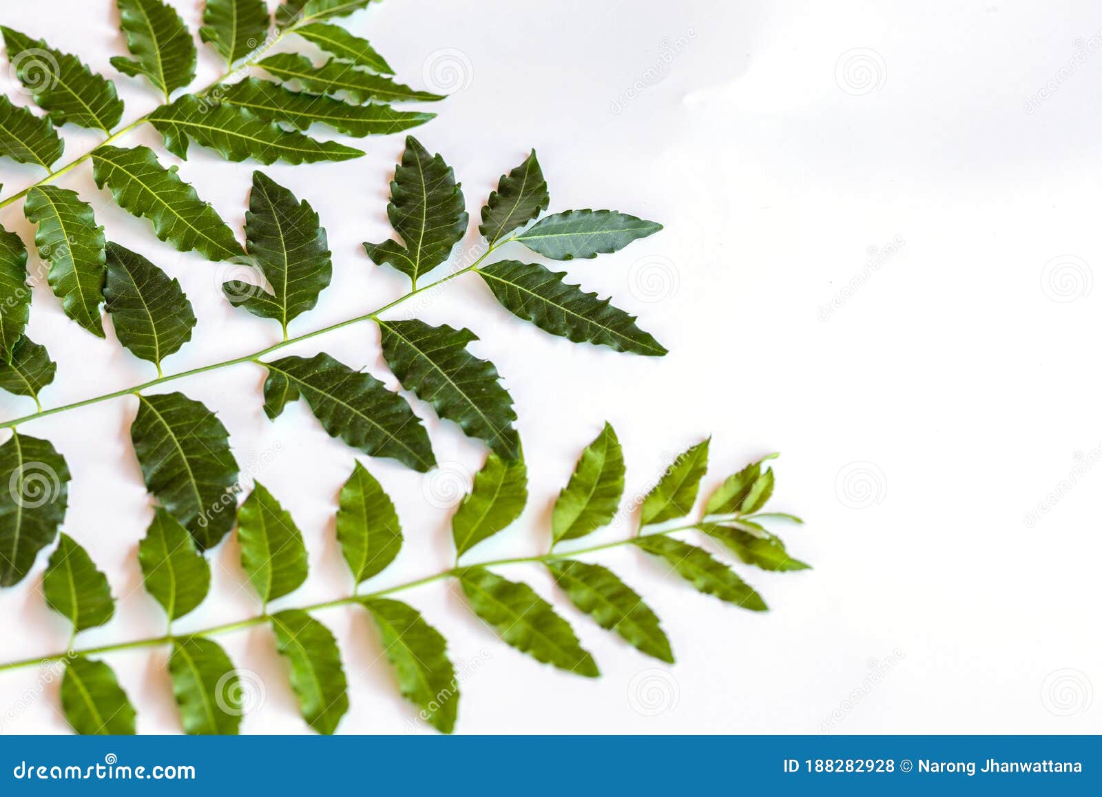 Fresh Neem leaves stock photo. Image of background, beautiful - 188282928