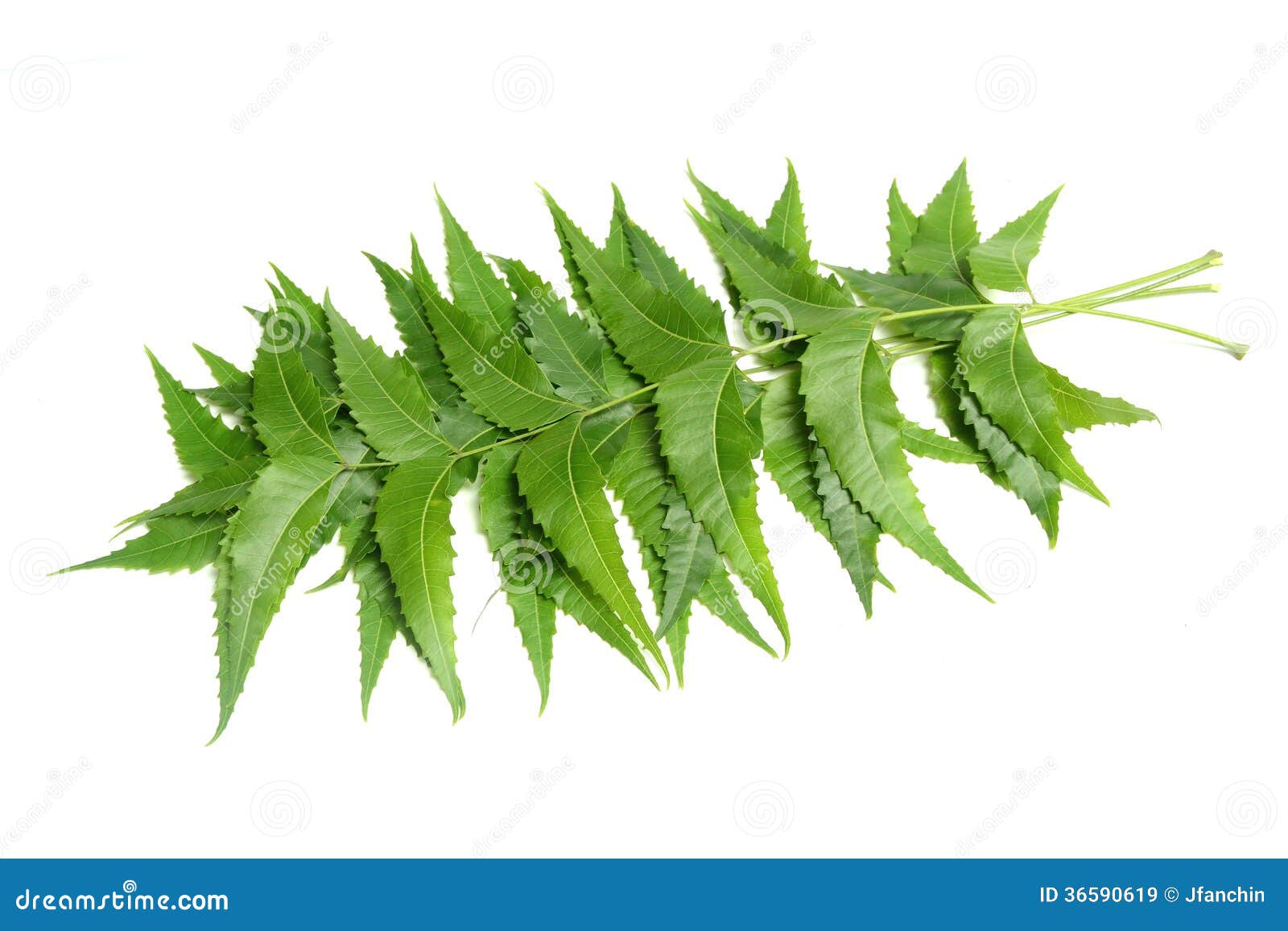 Neem leaves stock image. Image of medicinal, trees, cure - 36590619
