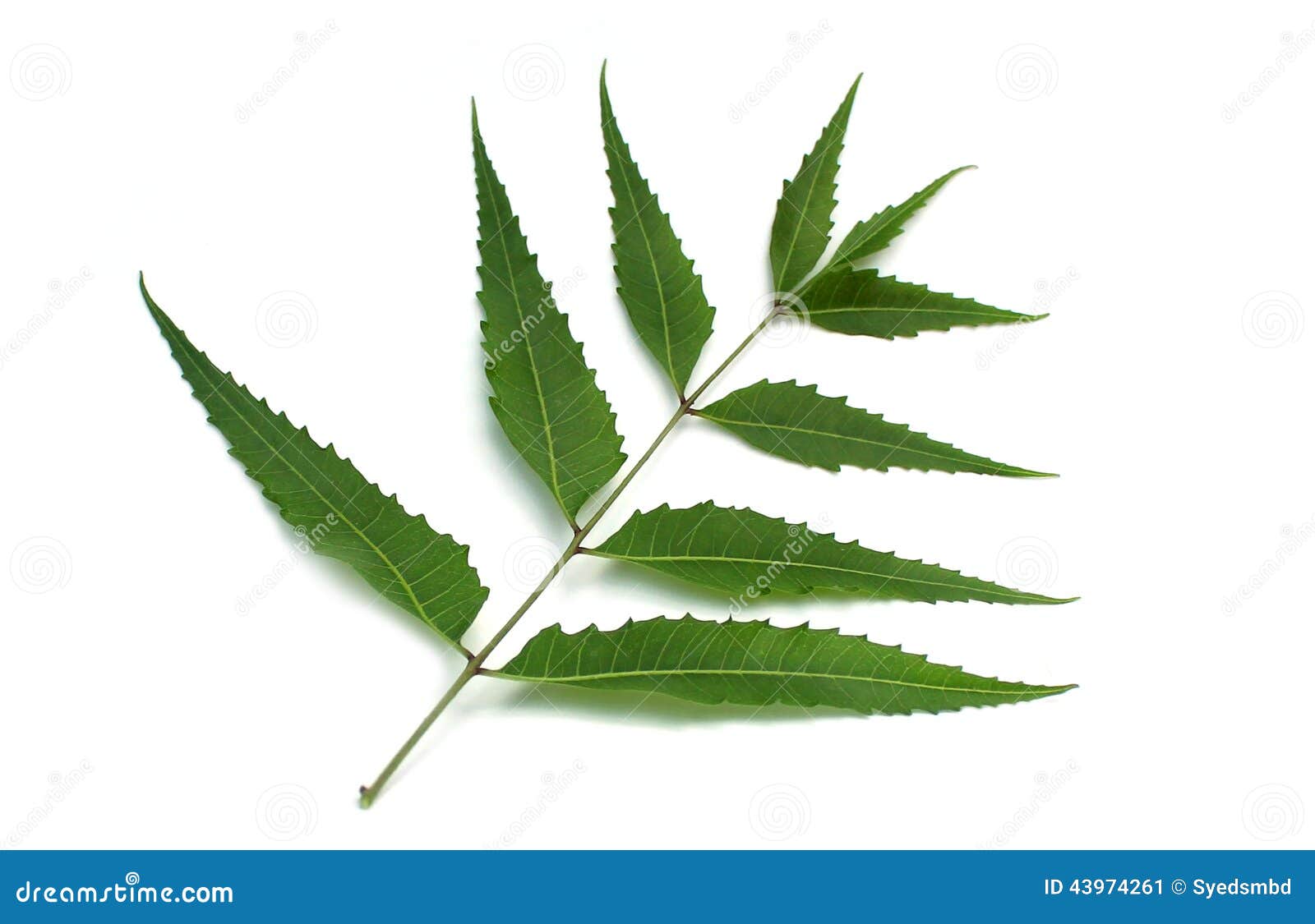 Neem leaves stock image. Image of branch, agriculture - 43974261