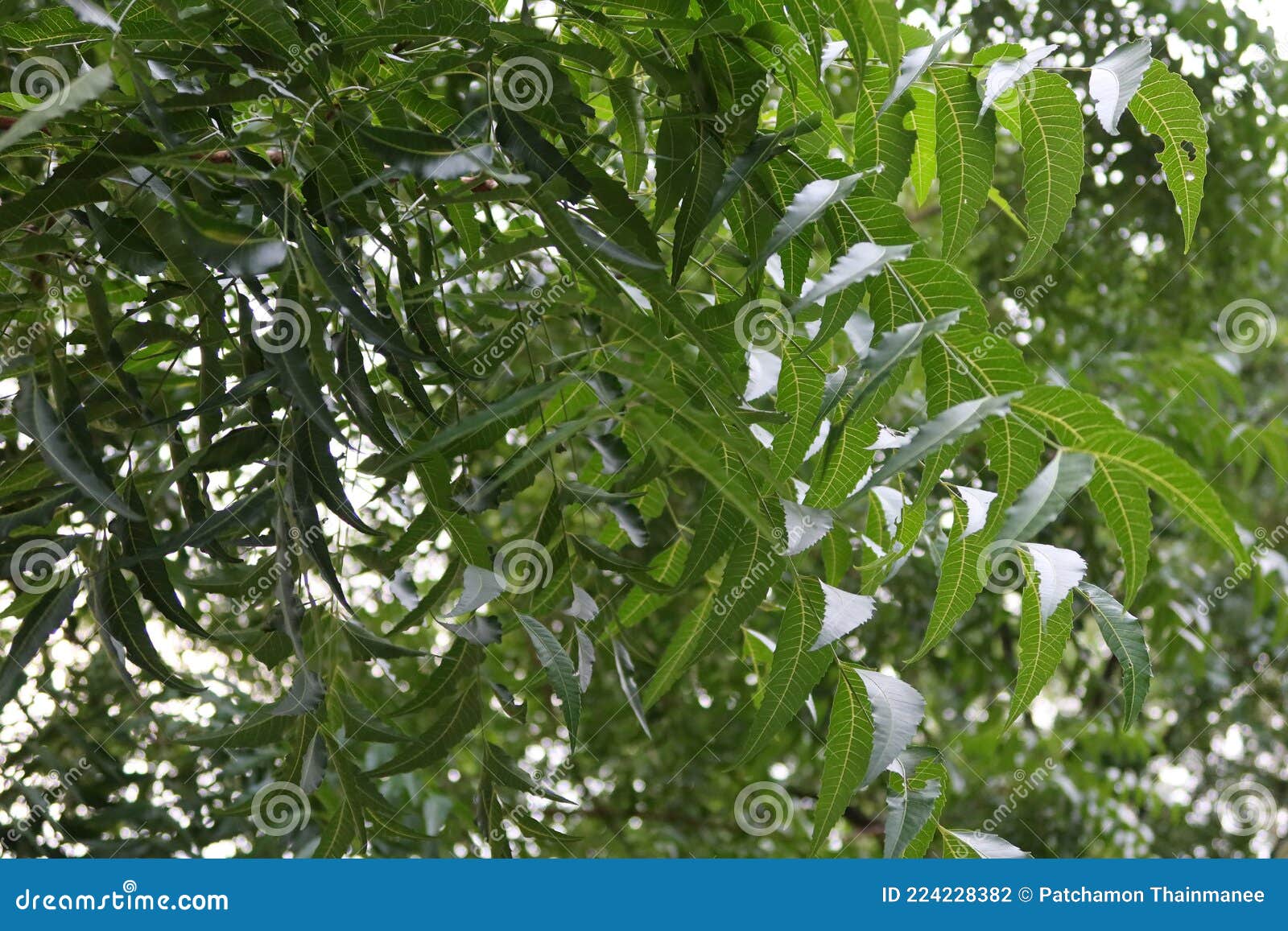 Neem Leaves on Trees in Tropical Forests, Selective Focus, Perfect ...