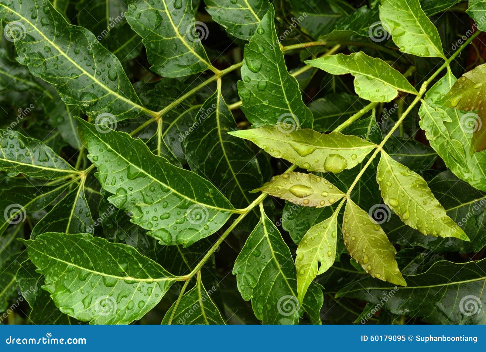 Neem Leaves with Water Drop Stock Image - Image of leaflet, leaves ...