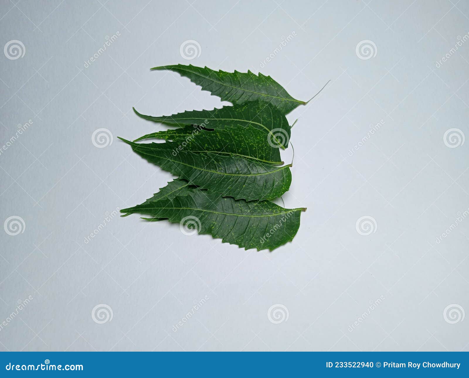 Neem Leaves on White Background Stock Photo - Image of leaves ...