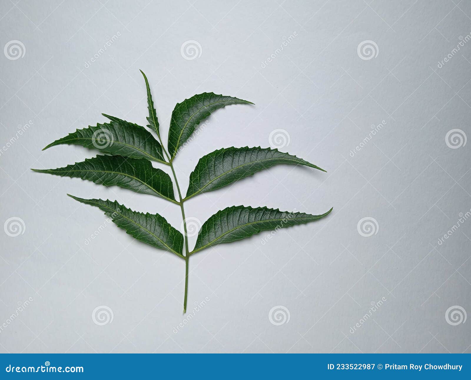 Neem Leaves on White Background Stock Image - Image of background ...