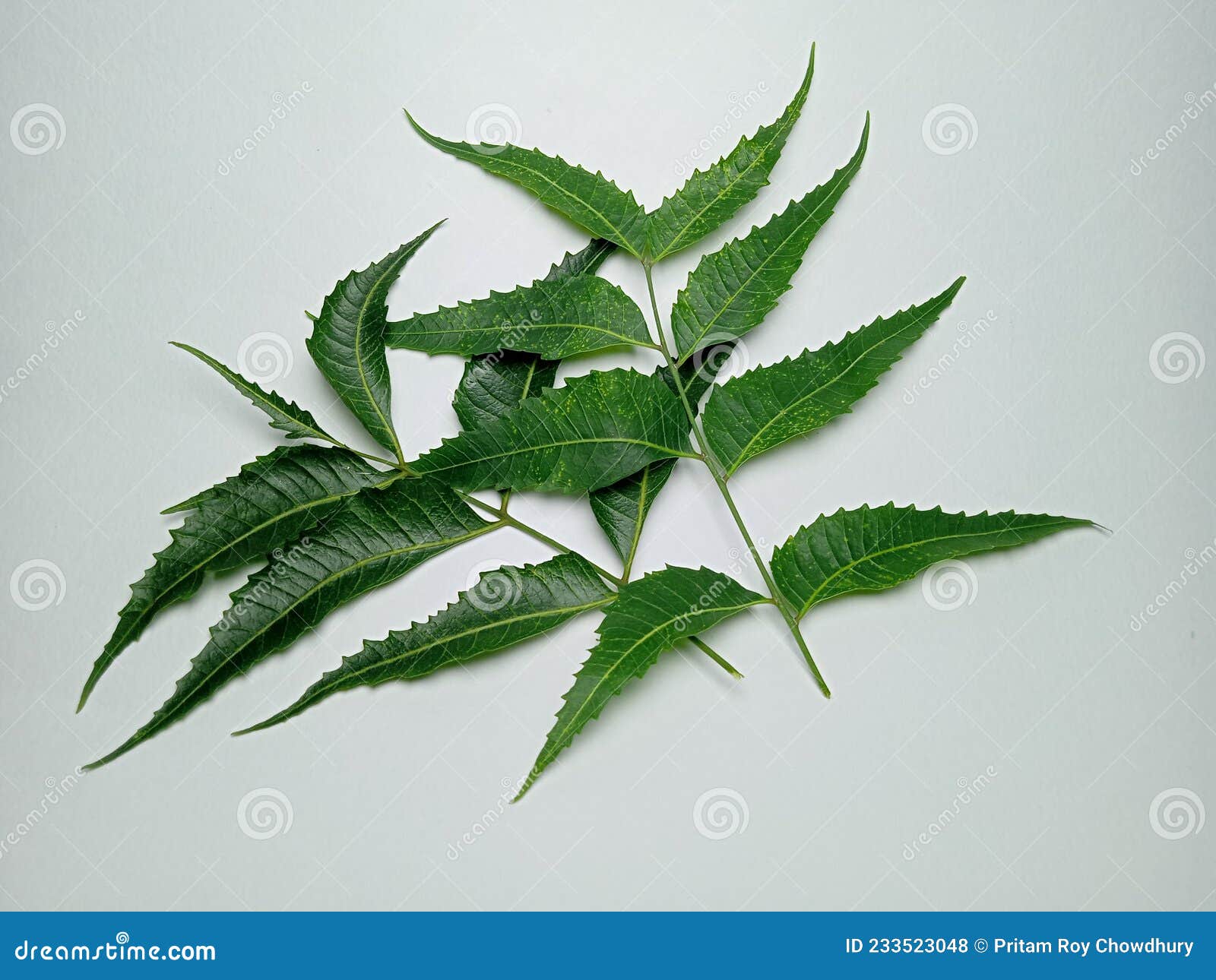 Neem Leaves on White Background Stock Photo - Image of leaves, white ...