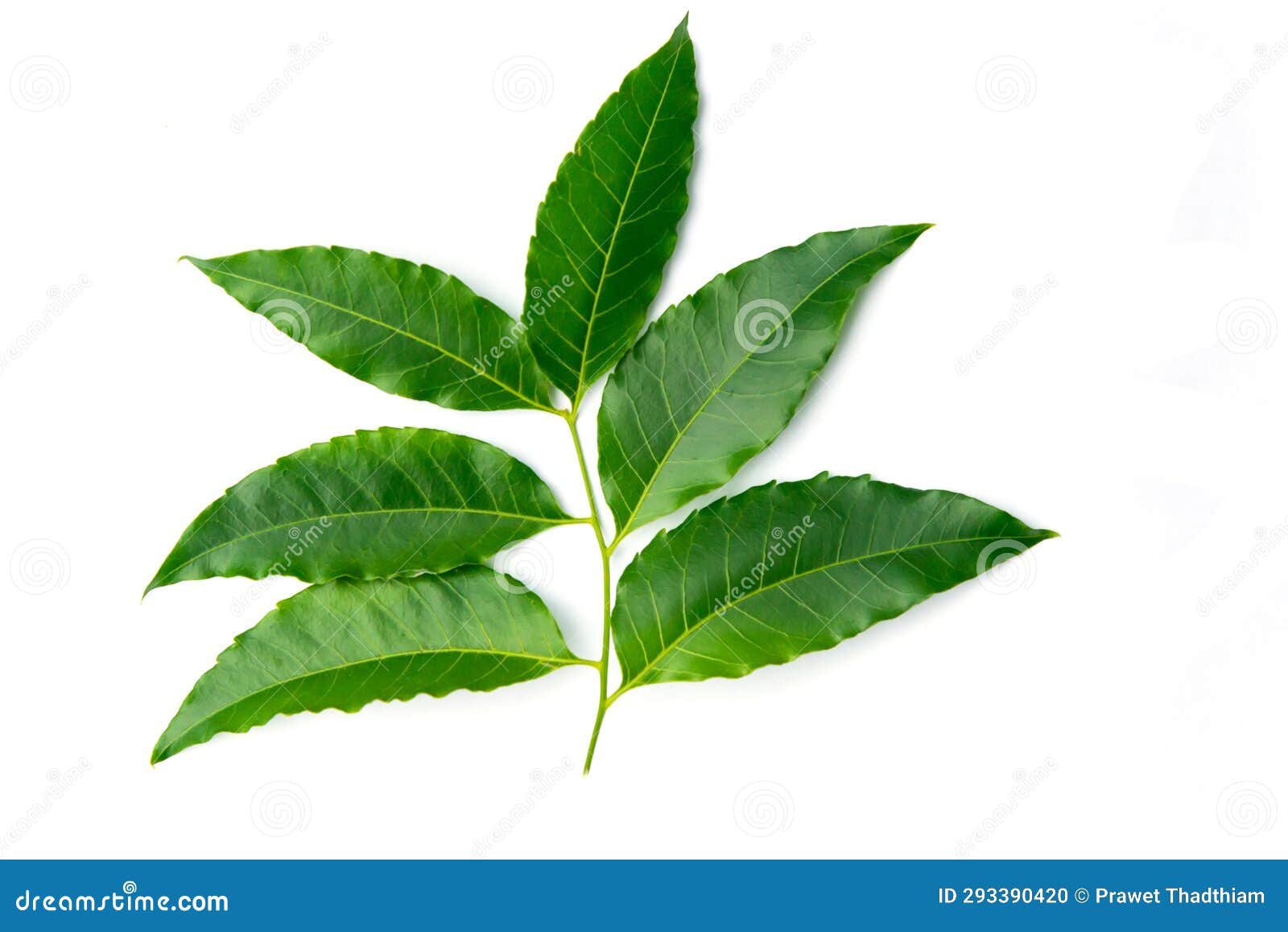 Neem Leaves on White Background. Medicinal Neem Leaf.herb.green Leef ...