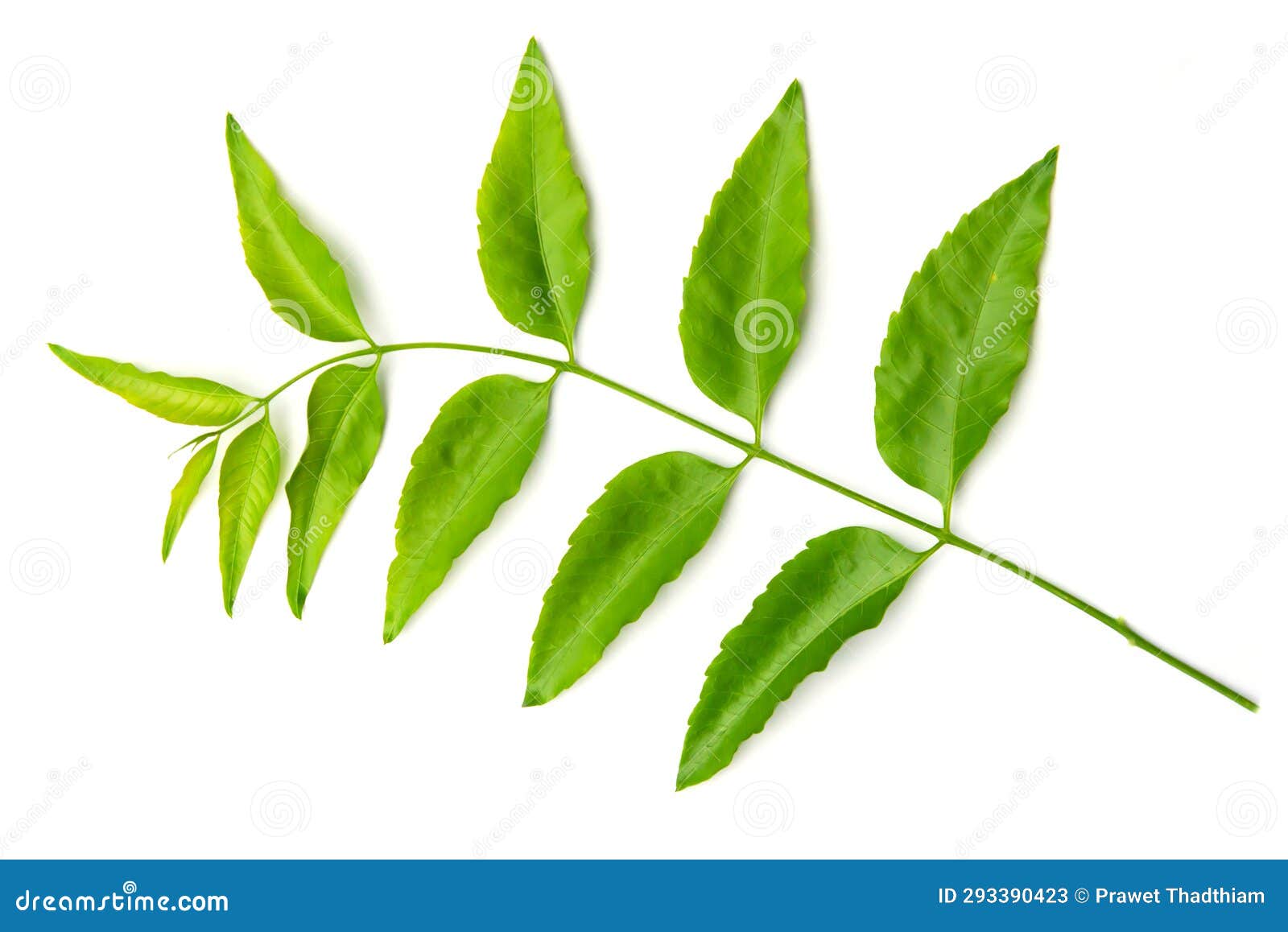 Neem Leaves on White Background. Medicinal Neem Leaf.herb.green Leef ...