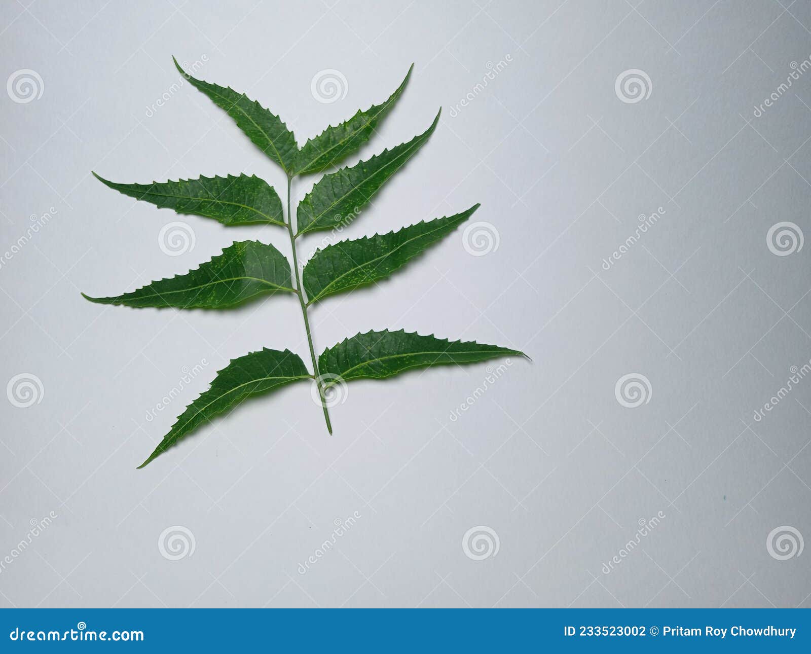 Neem Leaves on White Background Stock Photo - Image of background ...
