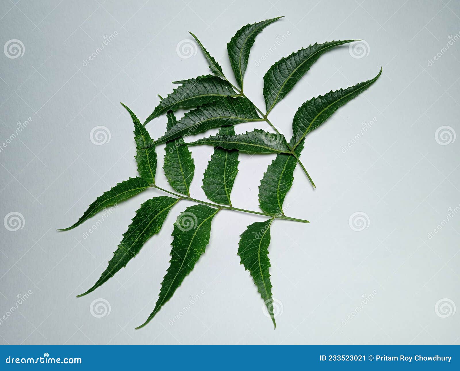 Neem Leaves on White Background Stock Image - Image of neem, plant ...