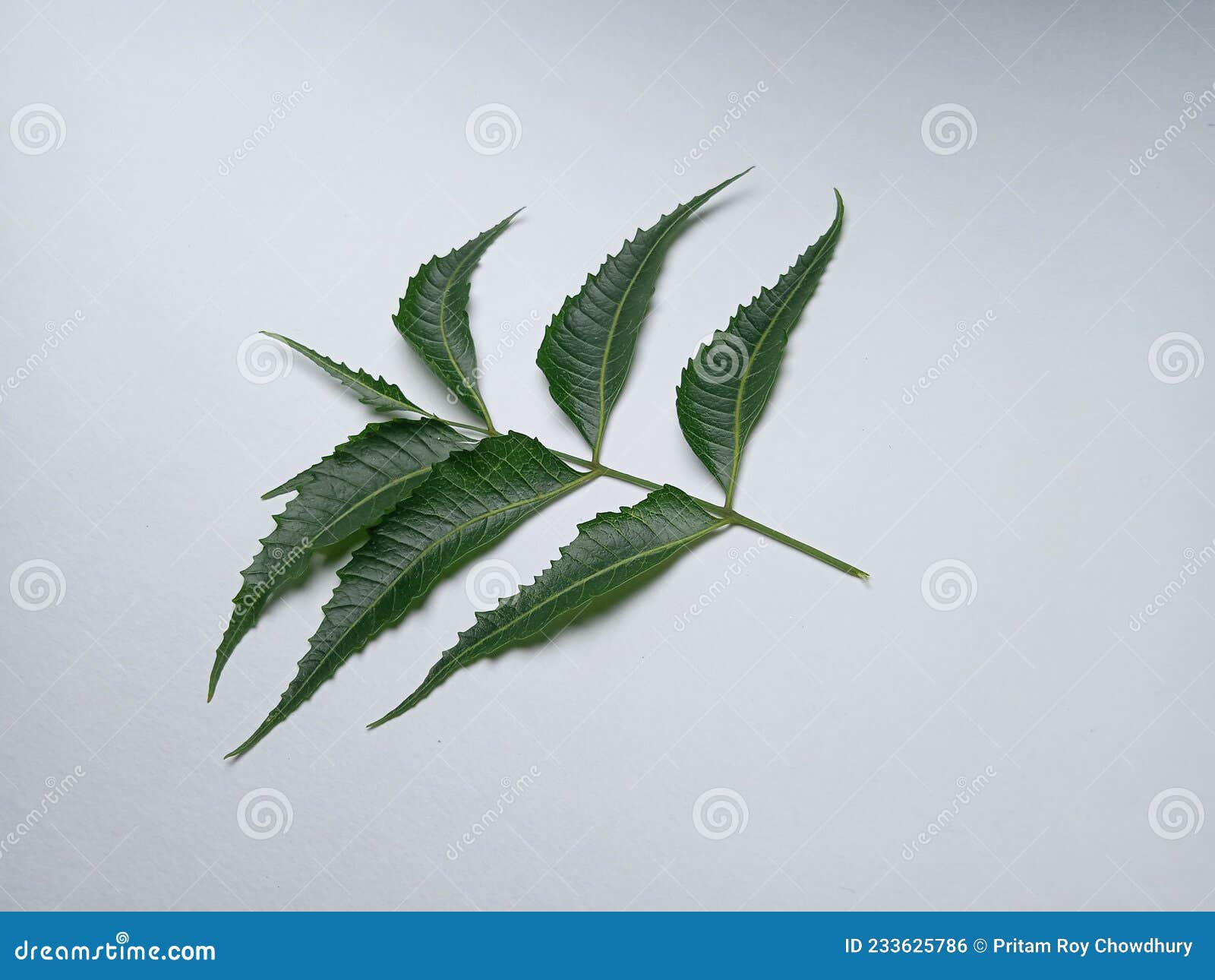 Neem Leaves on White Background Stock Photo - Image of background, neem ...