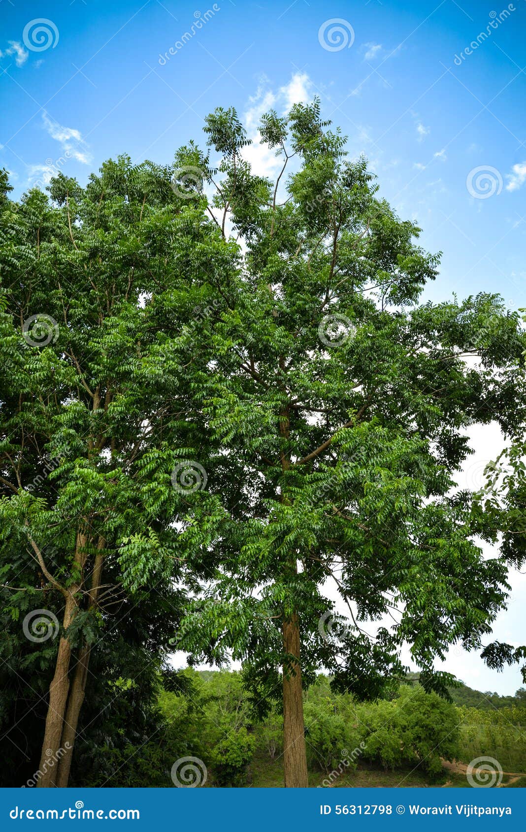 Neem plant stock photo. Image of asia, backgrounds, properties - 56312798