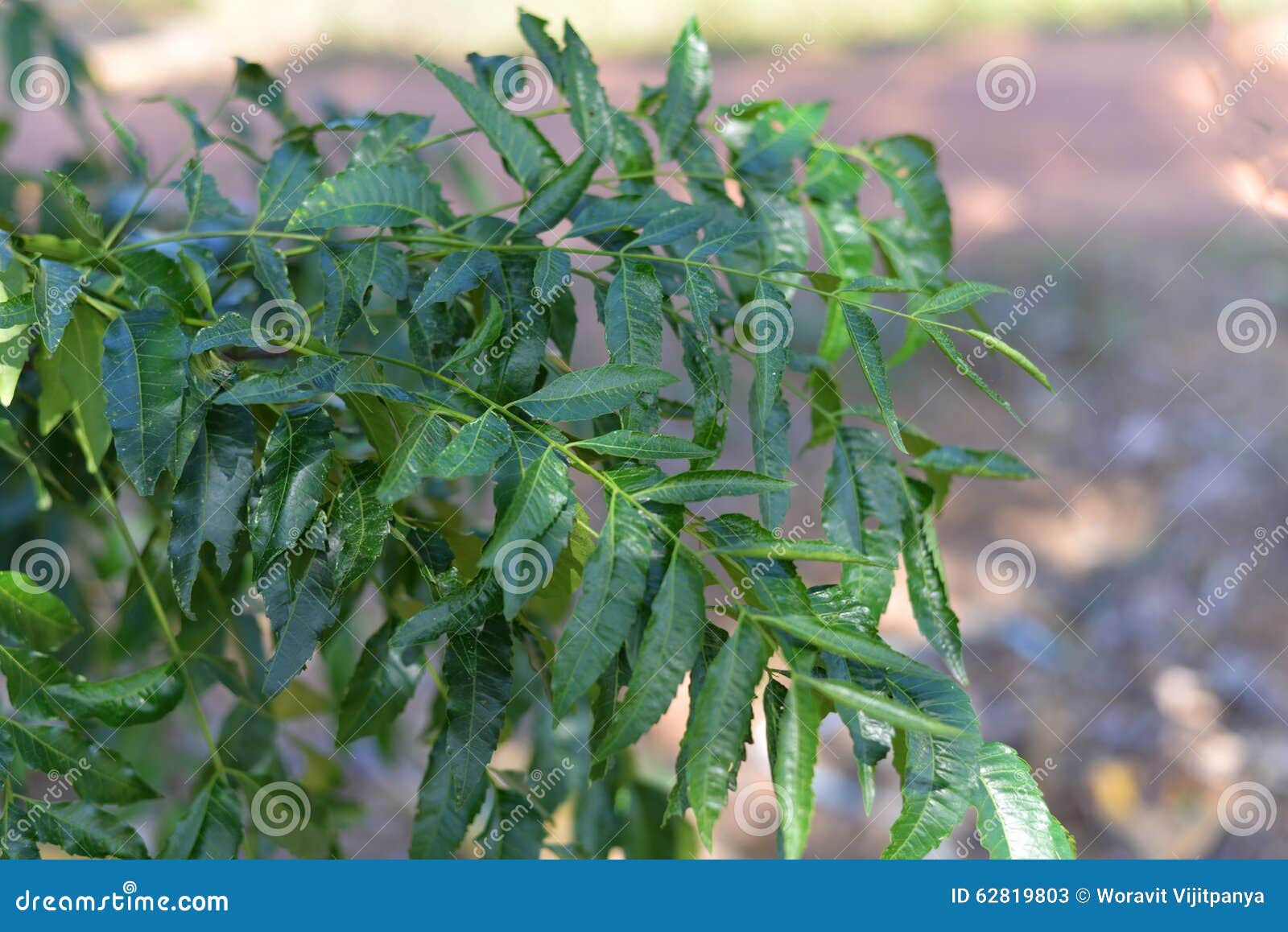 Neem plant stock image. Image of herbal, care, india - 62819803