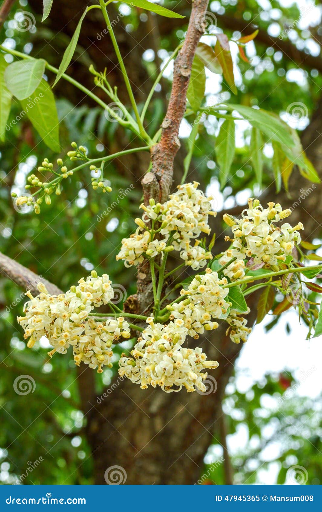 Neem plant flower stock image. Image of herb, neem, vegetable - 47945365