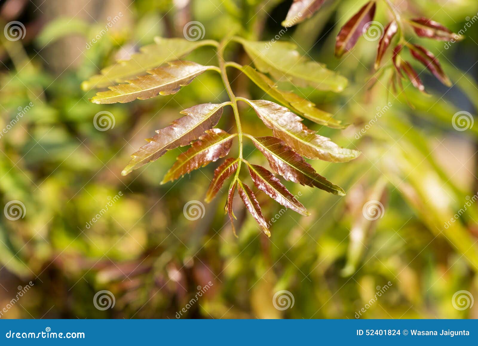 Neem plant. stock photo. Image of ayurvedic, continent - 52401824