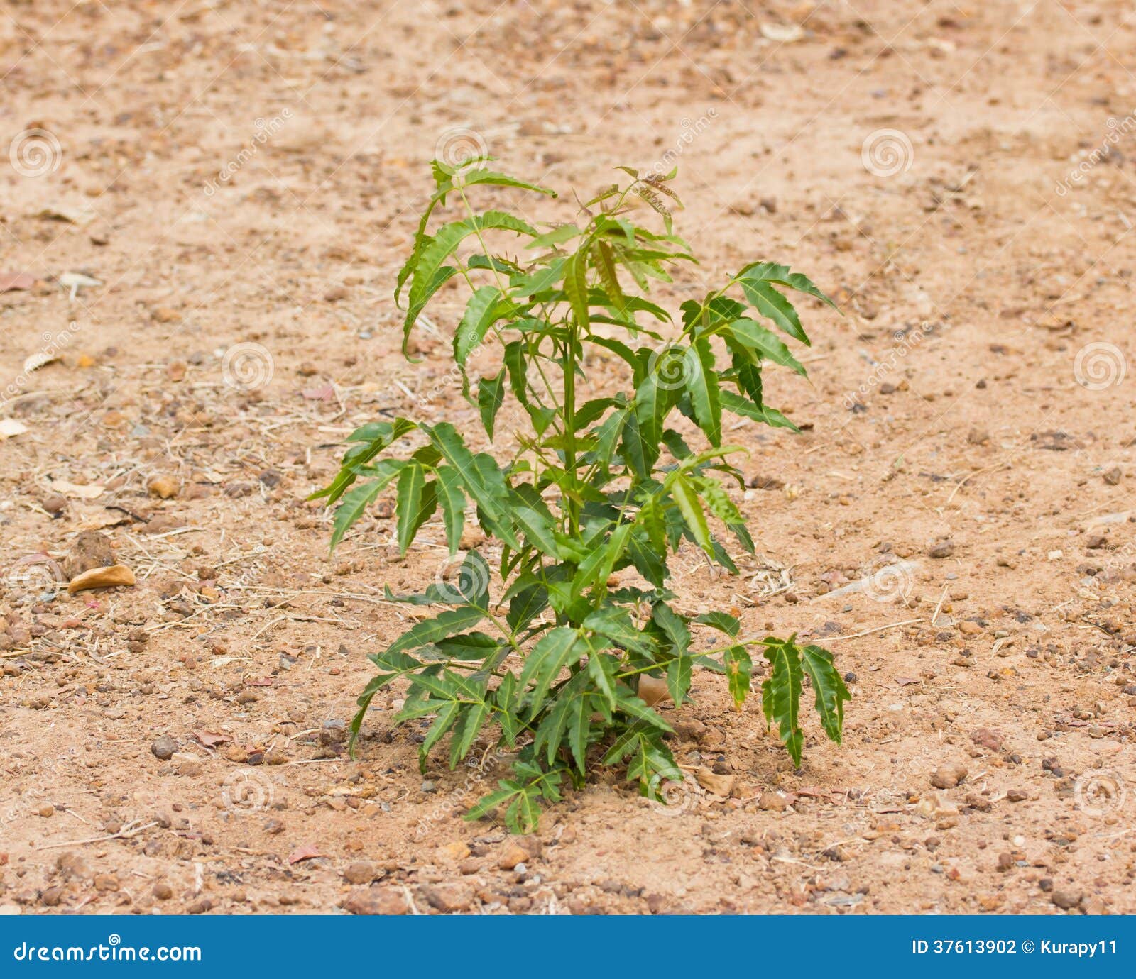 Neem Plant Growing from Soil Stock Photo - Image of continuity ...