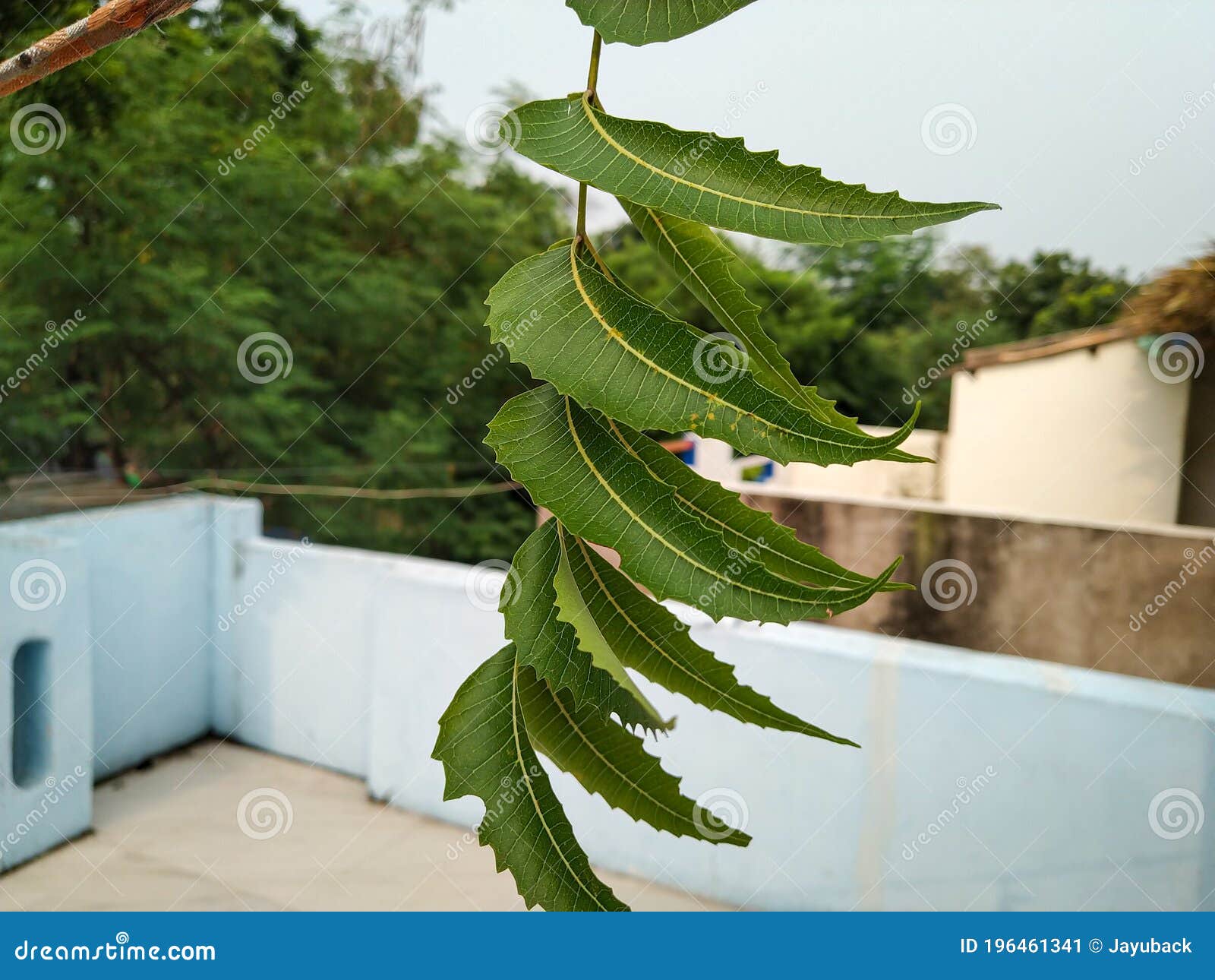 Neem Plant Leaf Nearest View from the Top Stock Image - Image of fresh ...
