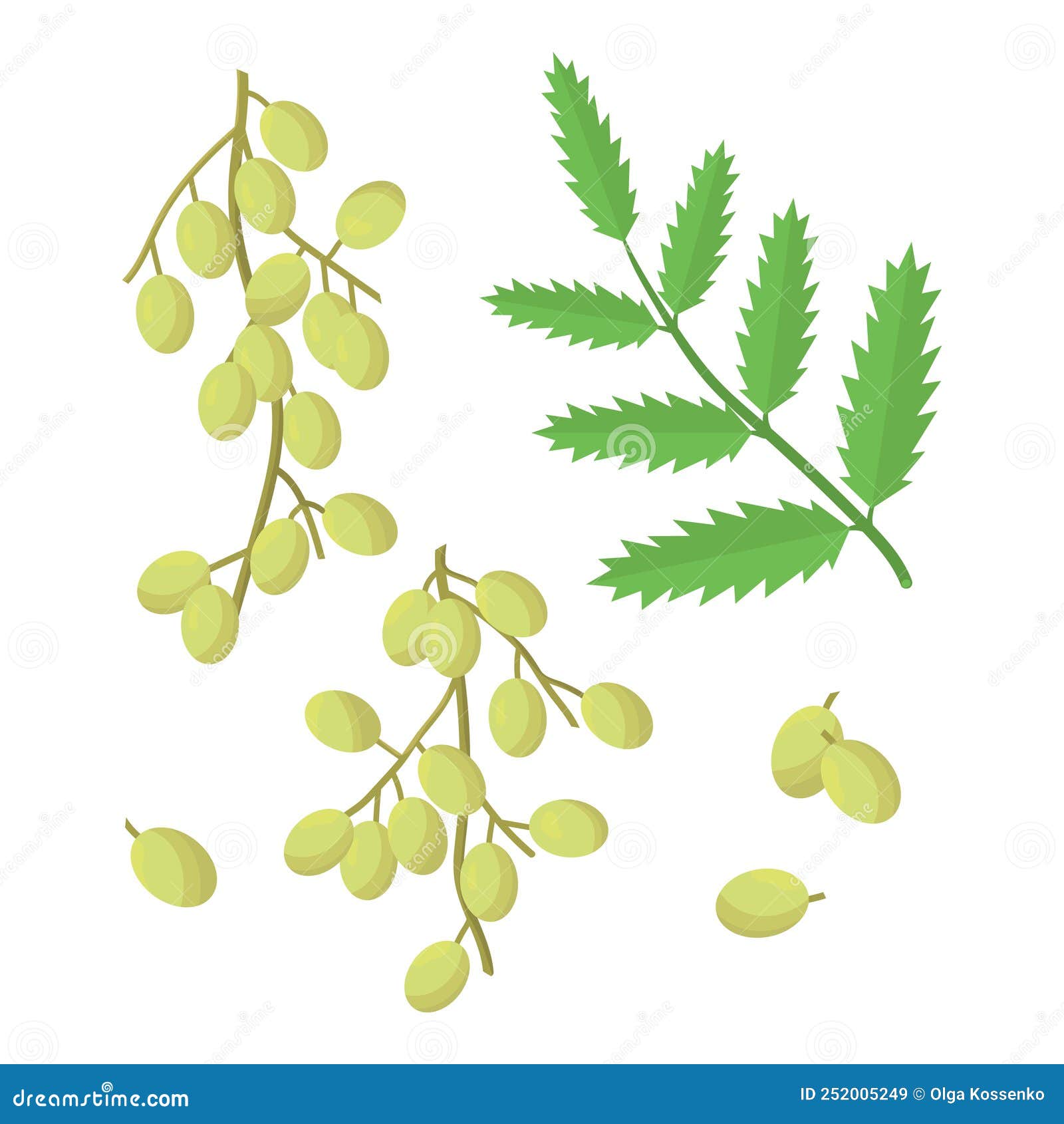 Neem. Plant. Leaves, Fruits Stock Illustration - Illustration of symbol ...