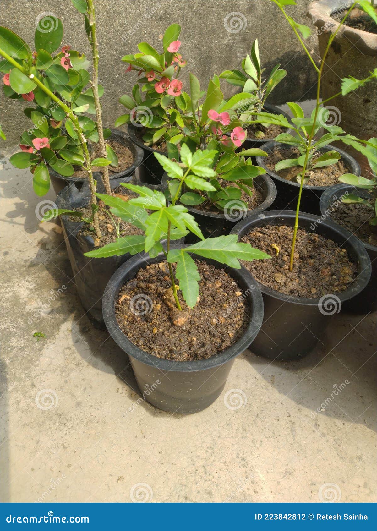 Neem plant in the pot stock photo. Image of flower, yard - 223842812