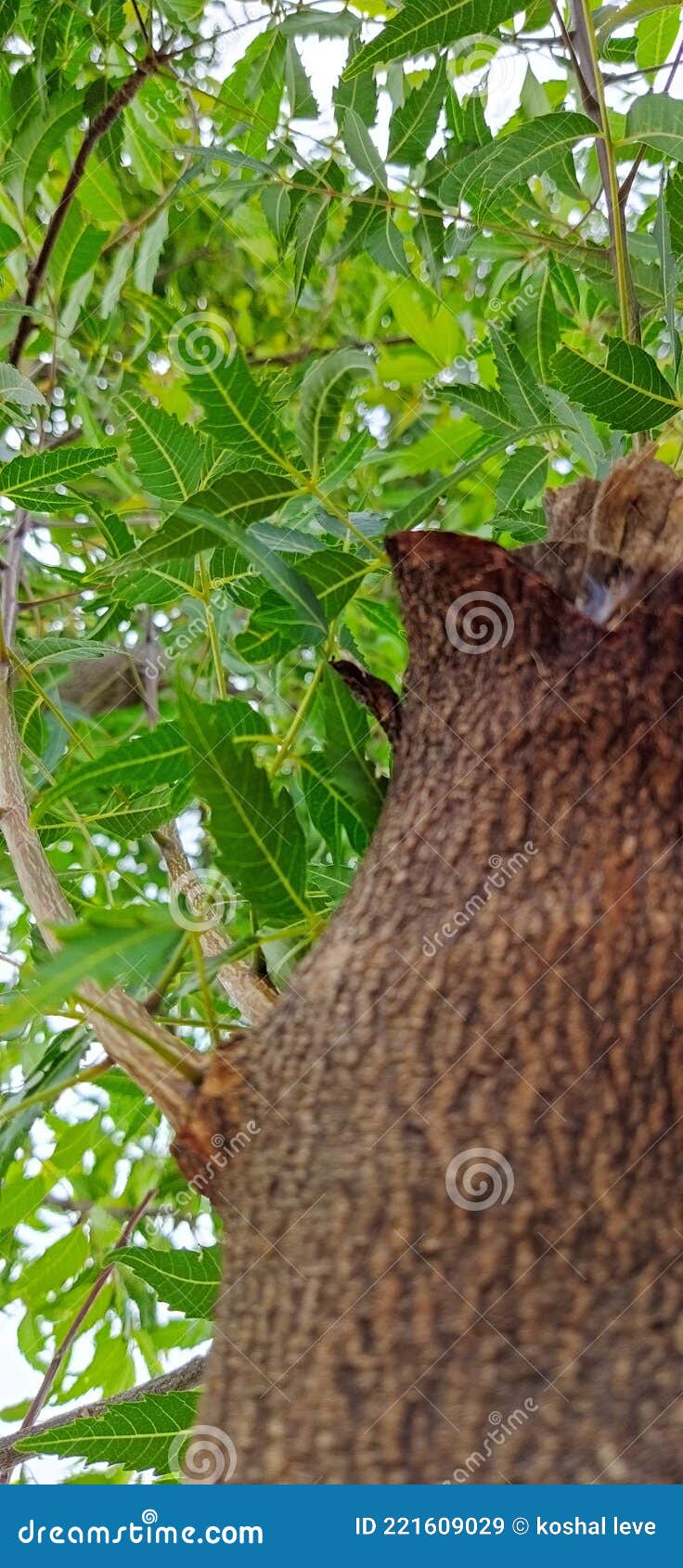 Neem Planta Belleza Neem Hojas De Planta Con Tronco Imagen de archivo ...