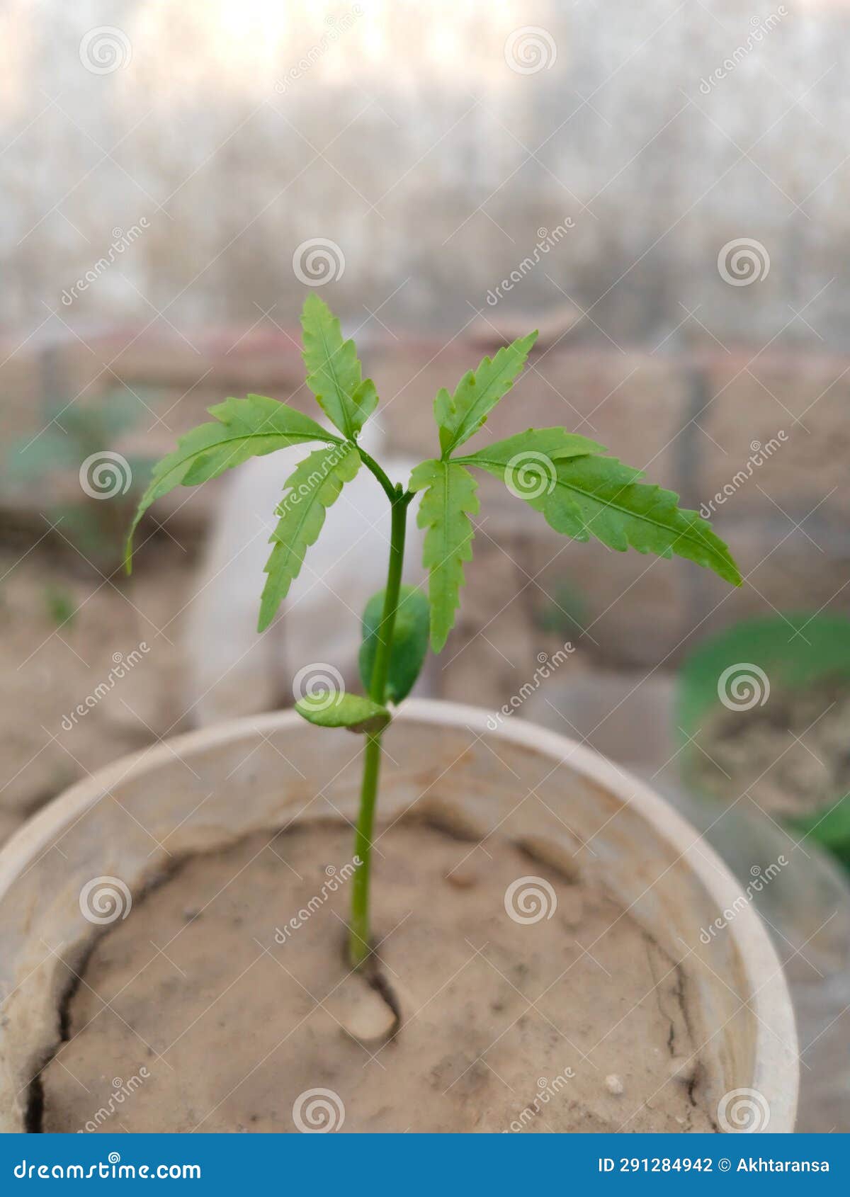 Neem Small Seedlings are Growing in a Plastic Bottle Stock Photo ...