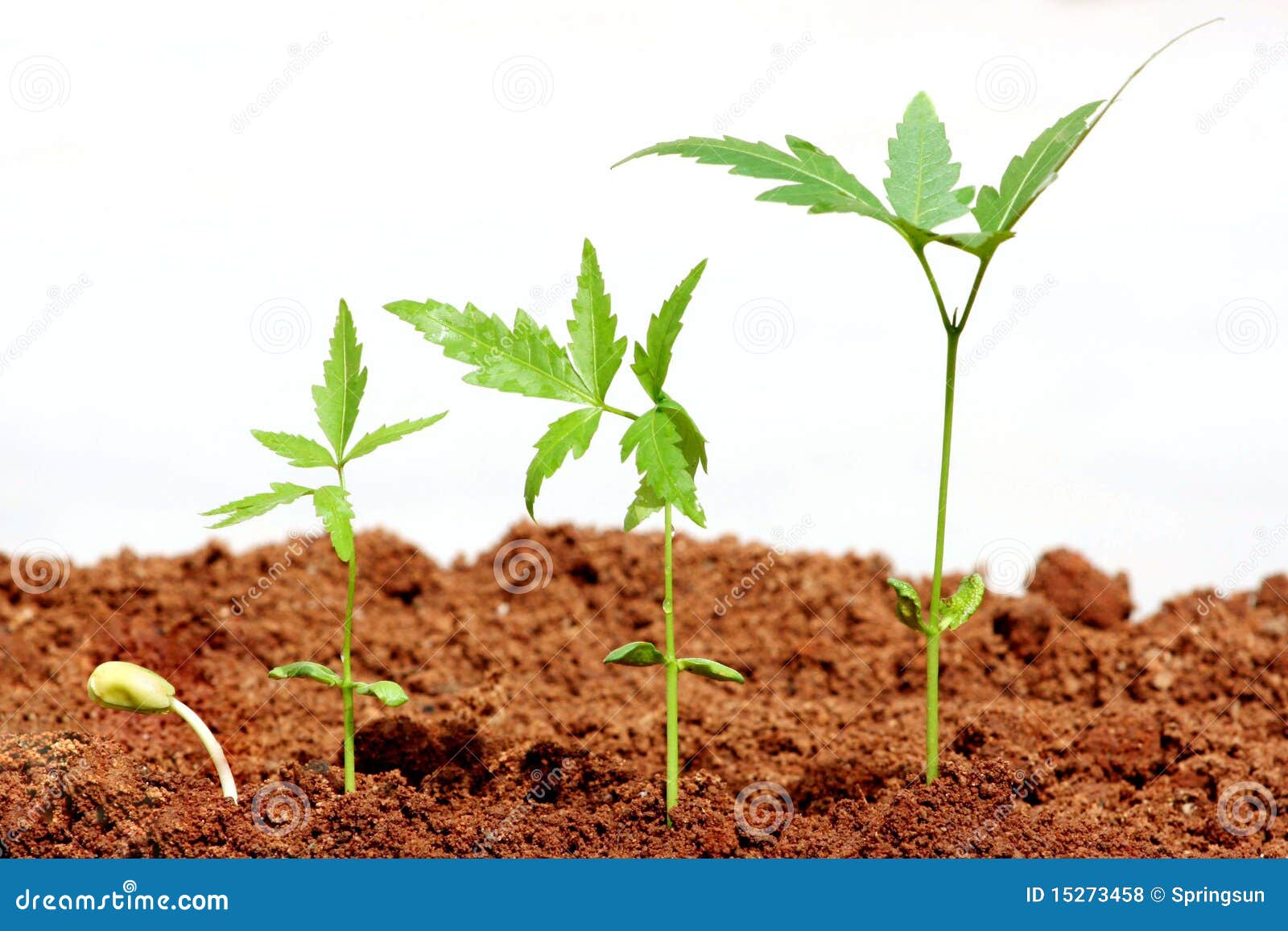Neem sapling stock photo. Image of agriculture, environment - 15273458