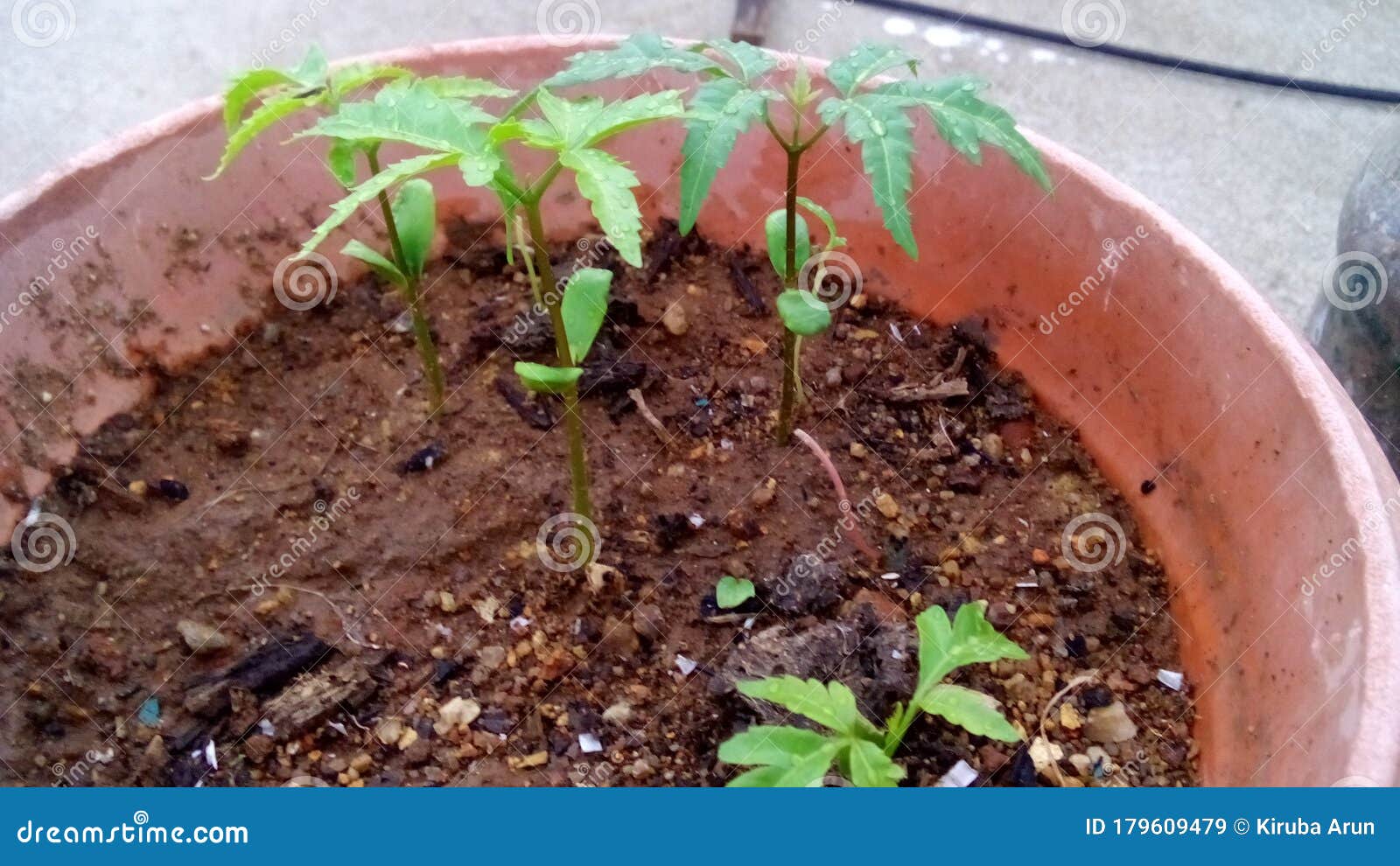 Neem Saplings Start Growing Seed Stock Image - Image of start, branch ...