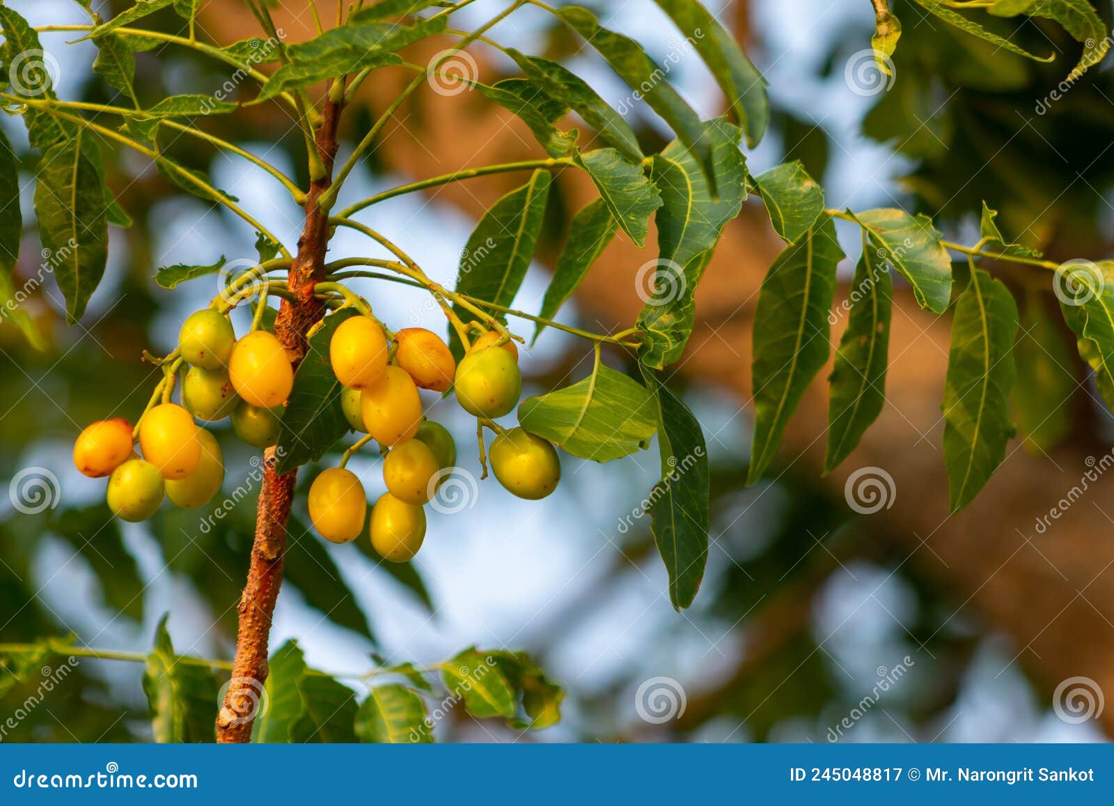 Neem seed stock image. Image of indian, ayurvedic, growth - 245048817