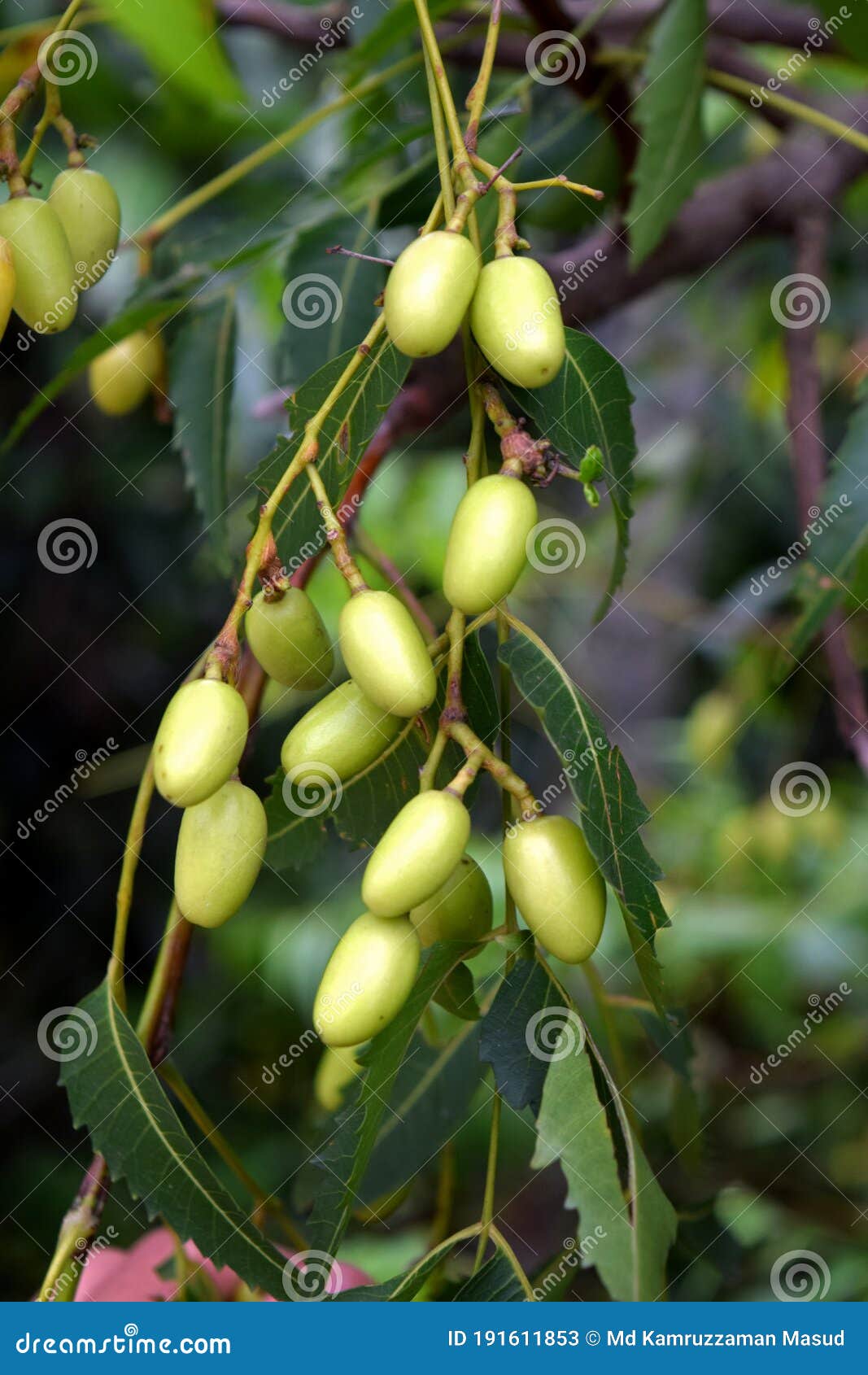 Neem Seed-Azadirachta Indica Royalty-Free Stock Photography ...