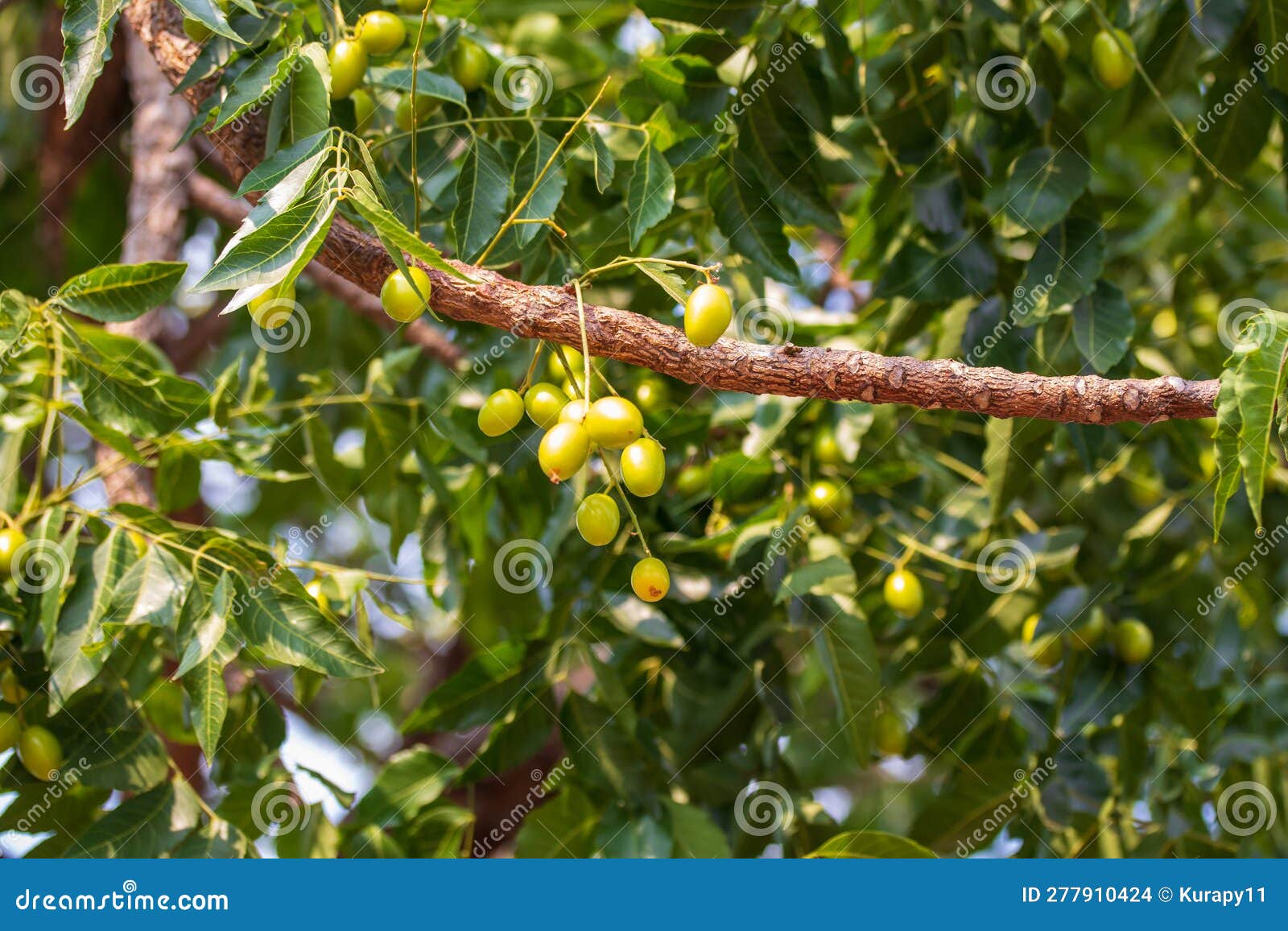 Neem seed on tree stock photo. Image of medicinal, tree - 277910424
