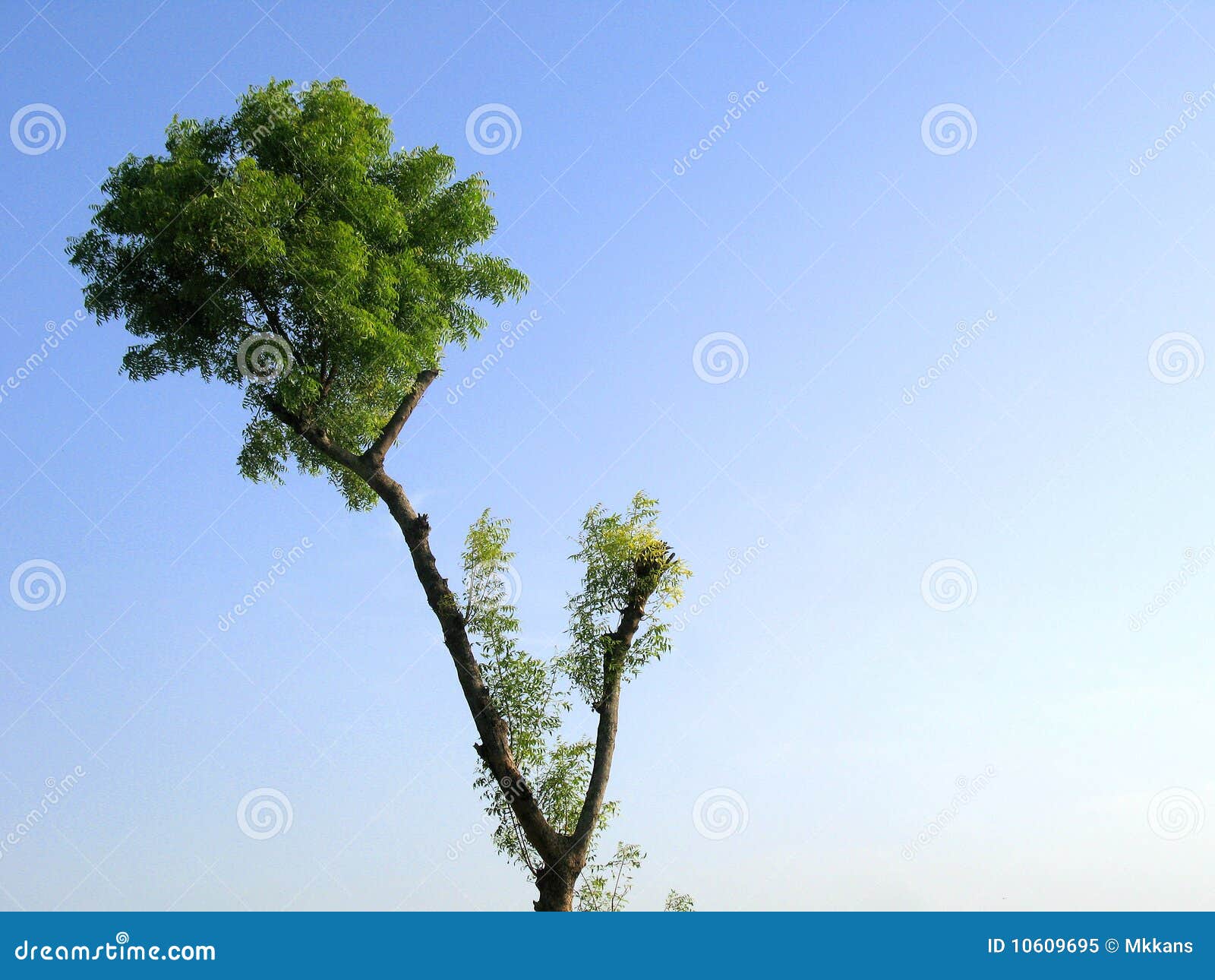 Neem Tree - Azadirachta Indica Royalty-Free Stock Photo | CartoonDealer ...