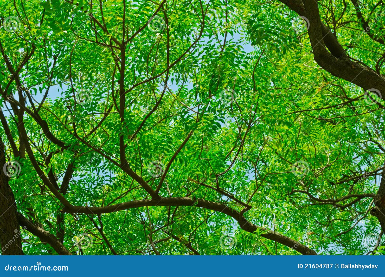 Neem tree stock image. Image of beautiful, healthy, bright - 21604787