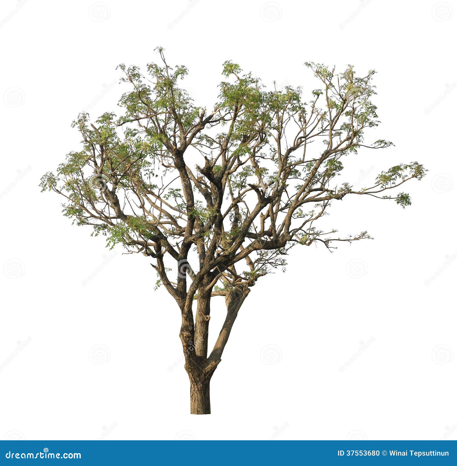 Neem Tree - Azadirachta Indica Royalty-Free Stock Photo | CartoonDealer ...
