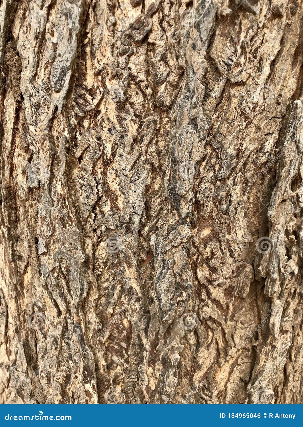 Neem tree artful bark stock photo. Image of winter, sketch - 184965046