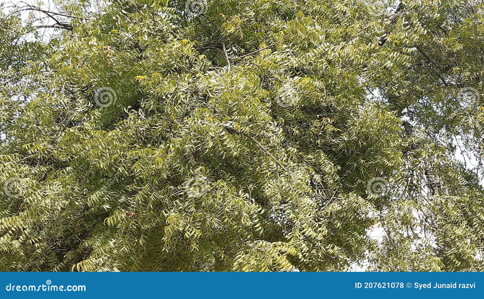 A Neem Tree Branches Full of Leaves Stock Photo - Image of deciduous ...