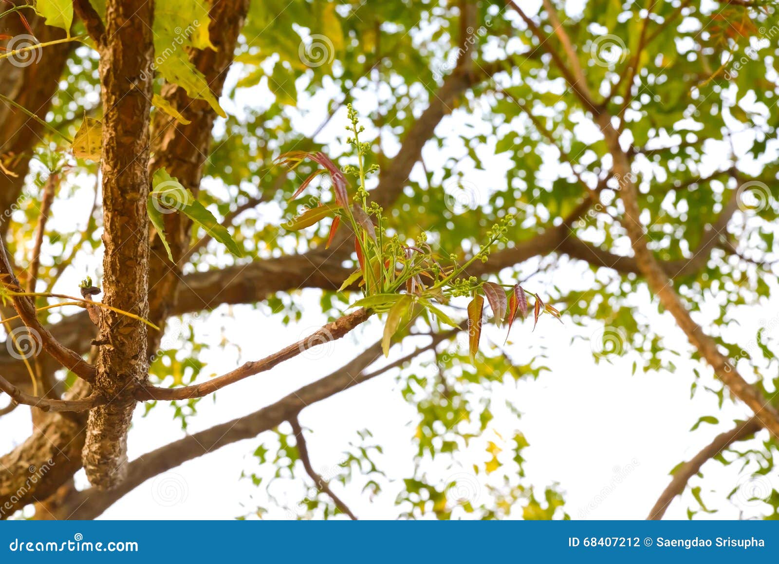 Neem stock photo. Image of backdrop, flower, ayurvedic - 68407212