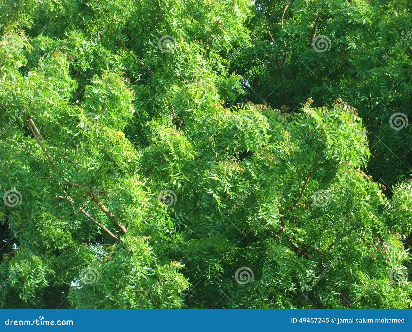 Neem tree stock image. Image of tree, leaves, forest - 49457245