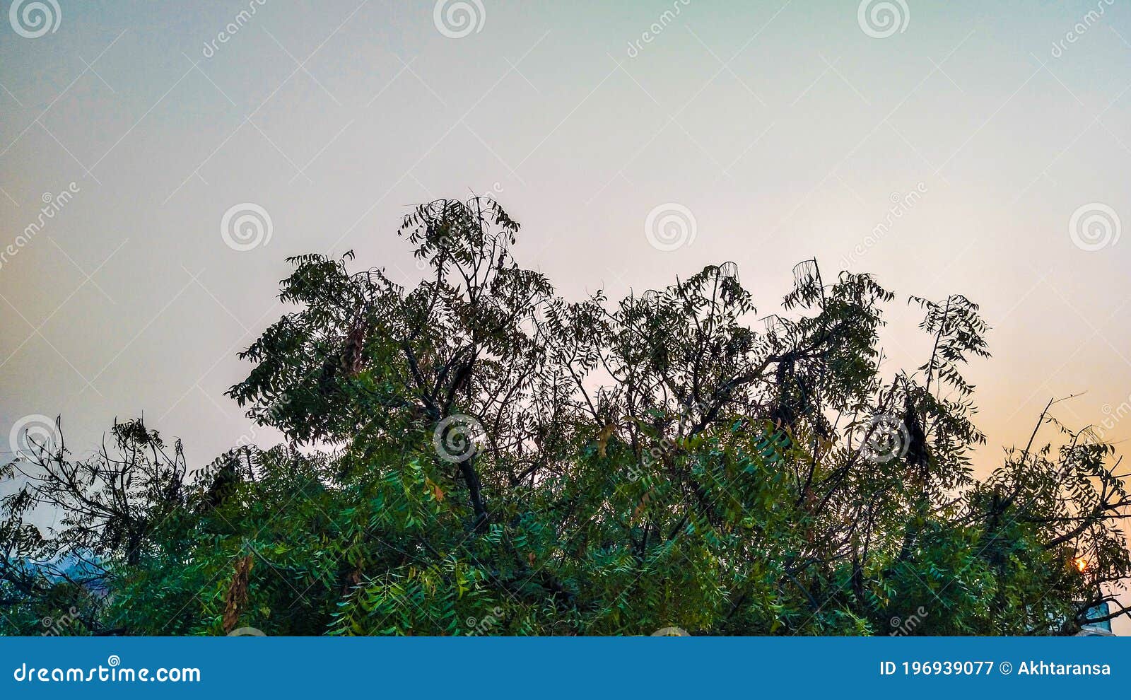 Neem Tree with Colorful Sky Background Stock Image - Image of india ...