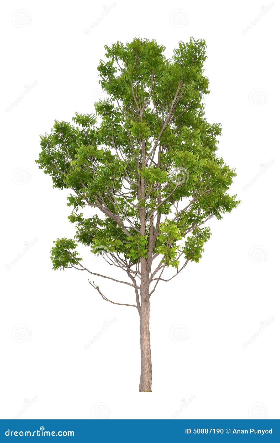 Neem Tree - Azadirachta Indica Royalty-Free Stock Photo | CartoonDealer ...