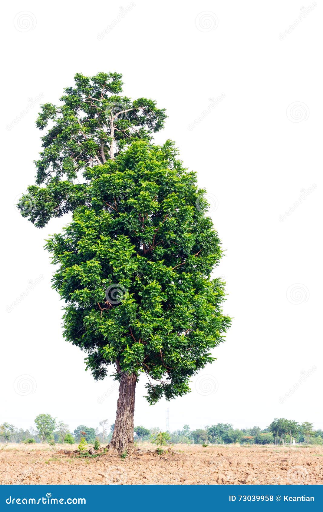 Neem tree dry. stock photo. Image of fresh, foliage, outdoor - 73039958