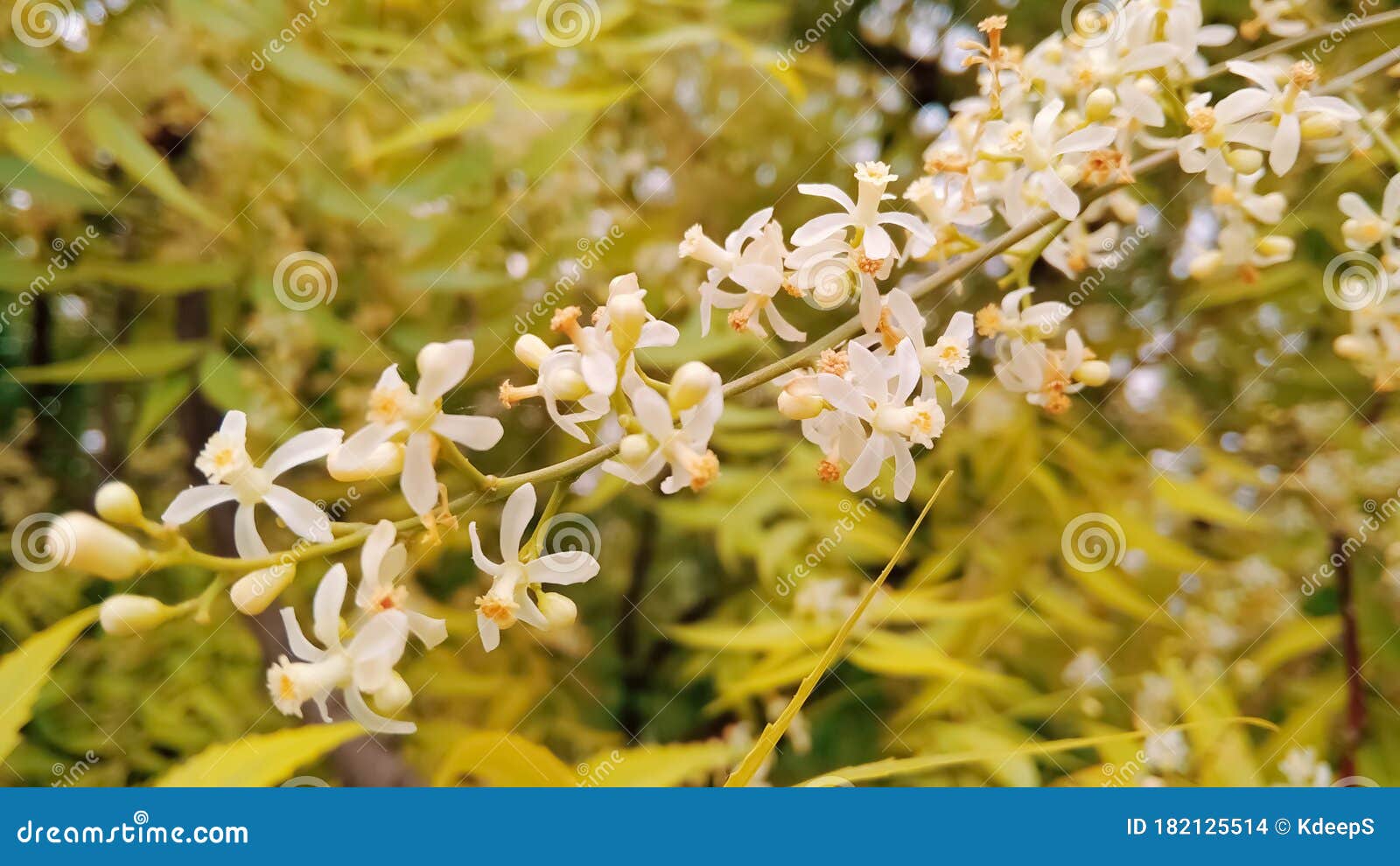 Neem tree flower and leaf. stock photo. Image of neen - 182125514