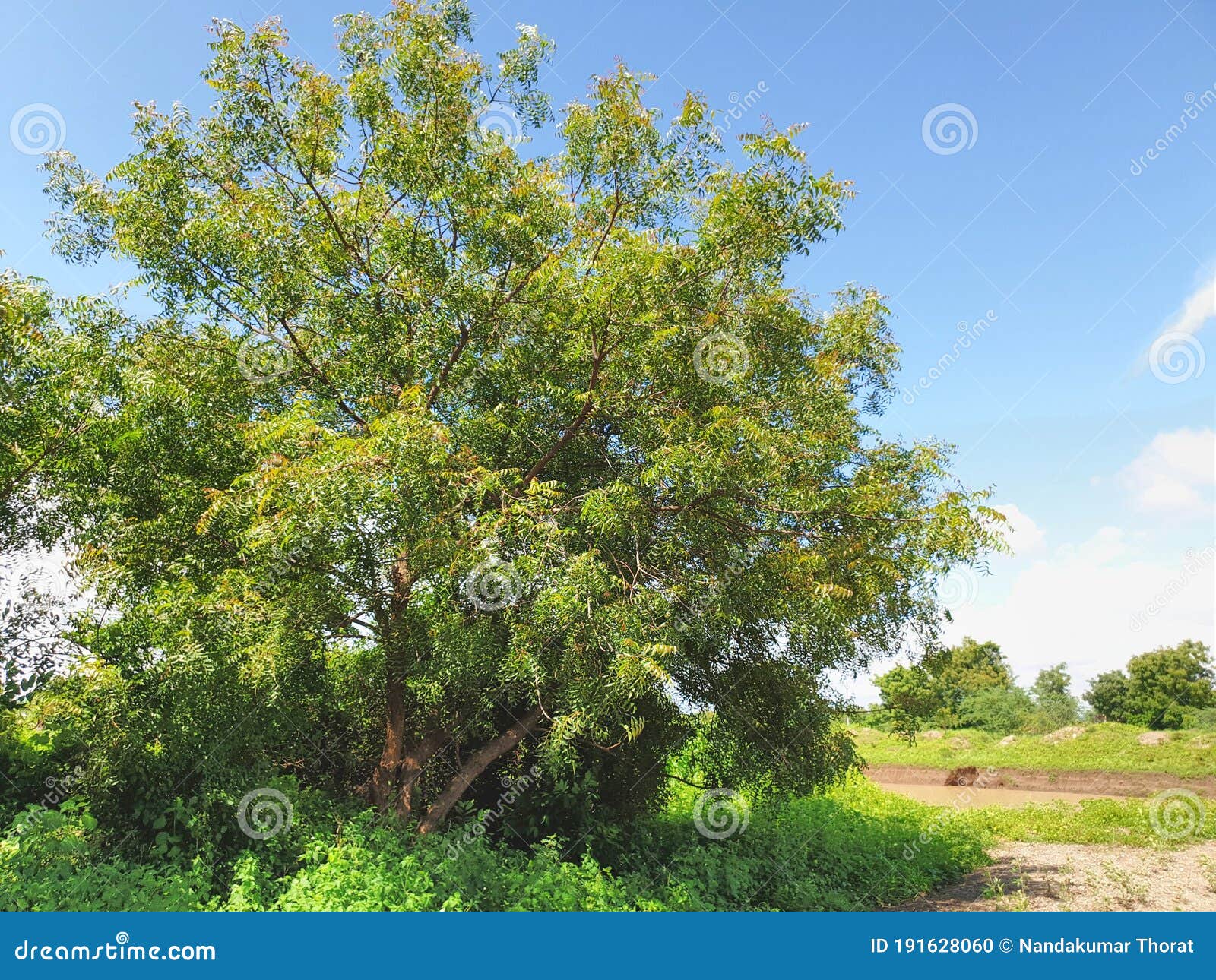 Neem tree in the forest stock photo. Image of grass - 191628060