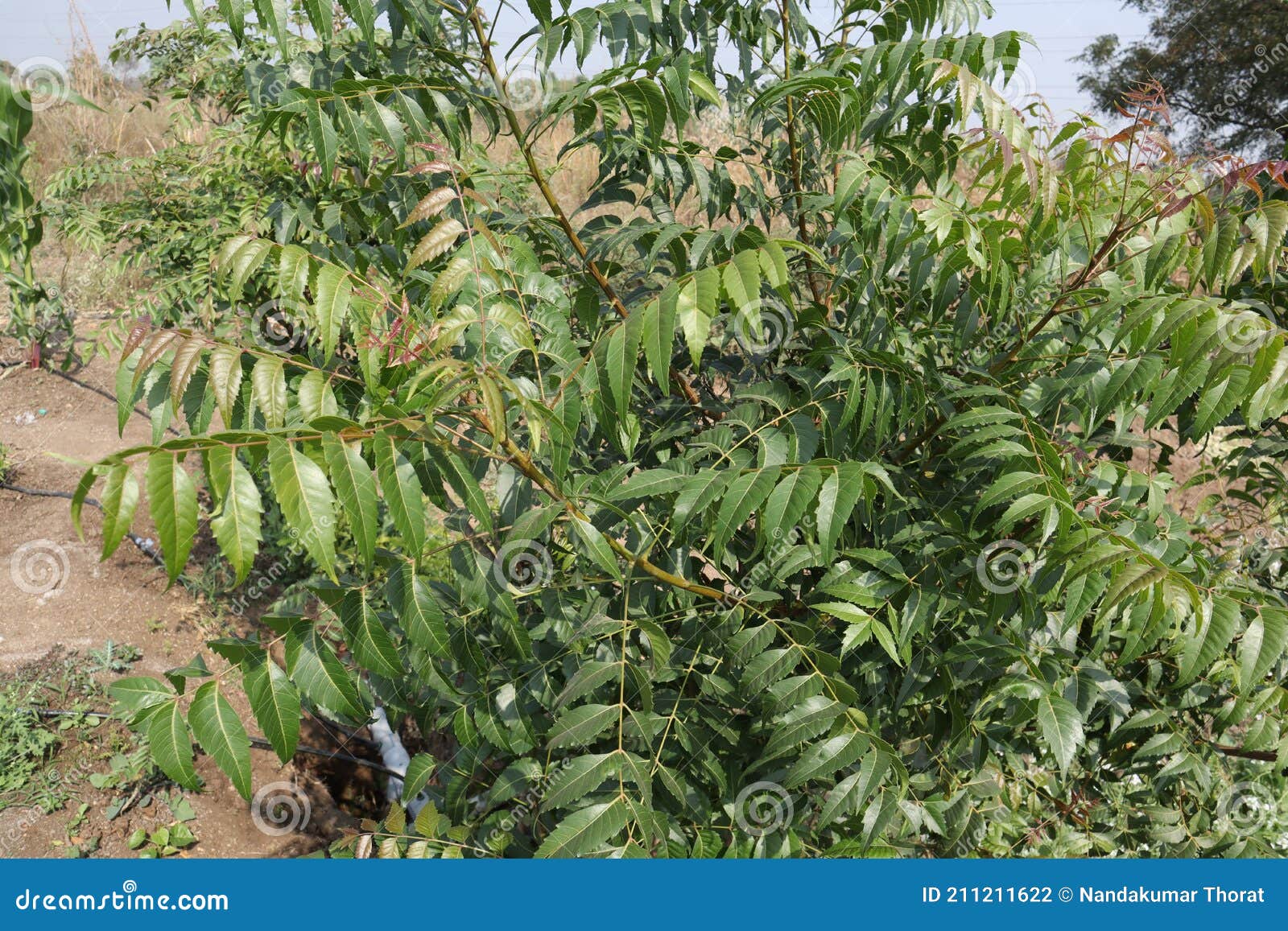 Neem tree in the forest stock photo. Image of branch - 211211622