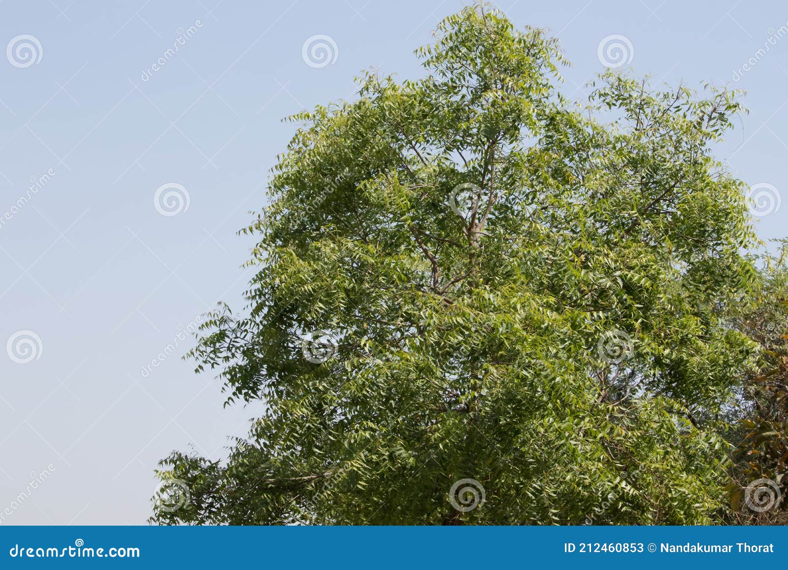 Neem tree in the forest stock image. Image of plant - 212460853