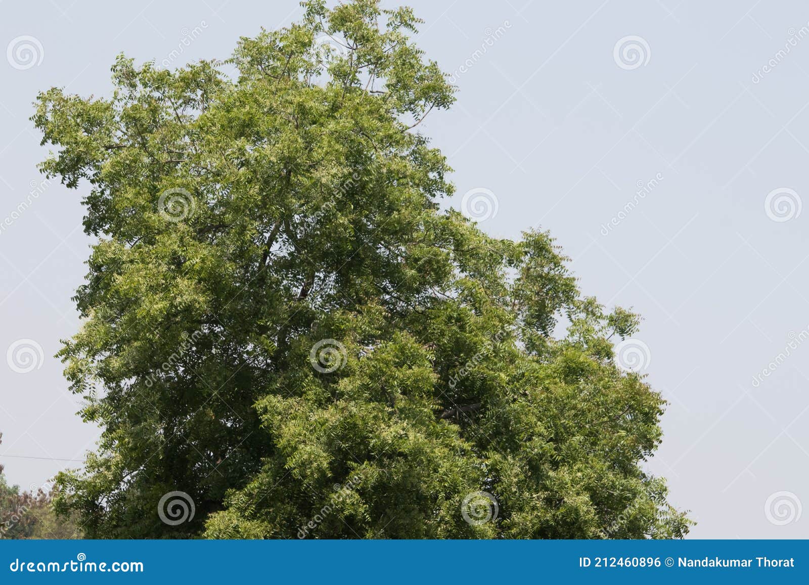Neem tree in the forest stock photo. Image of produce - 212460896