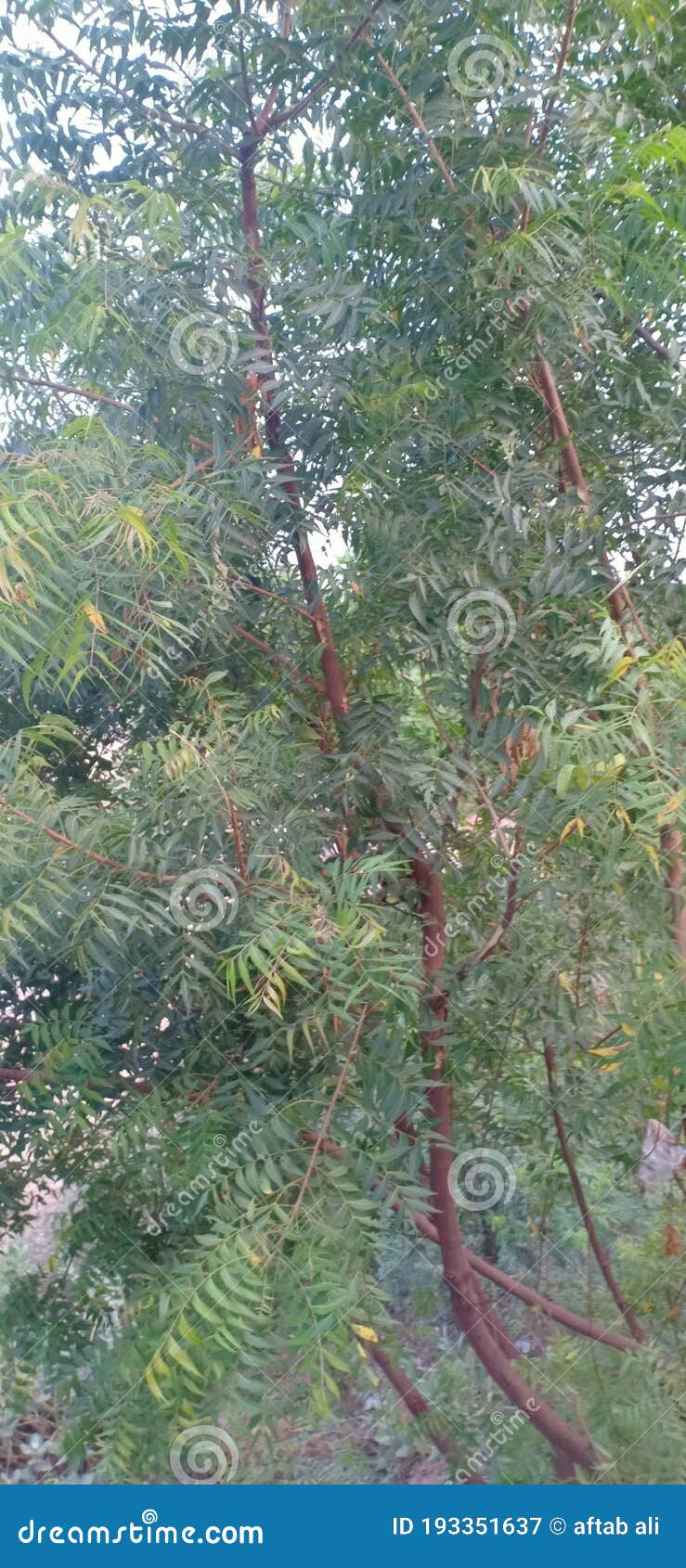 Neem tree in the forest stock image. Image of leaf, neem - 193351637