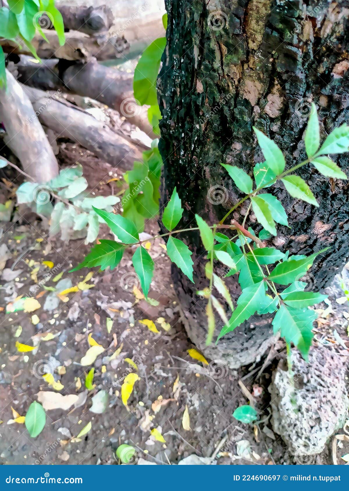 Neem tree is growing. stock image. Image of trunk, leaf - 224690697