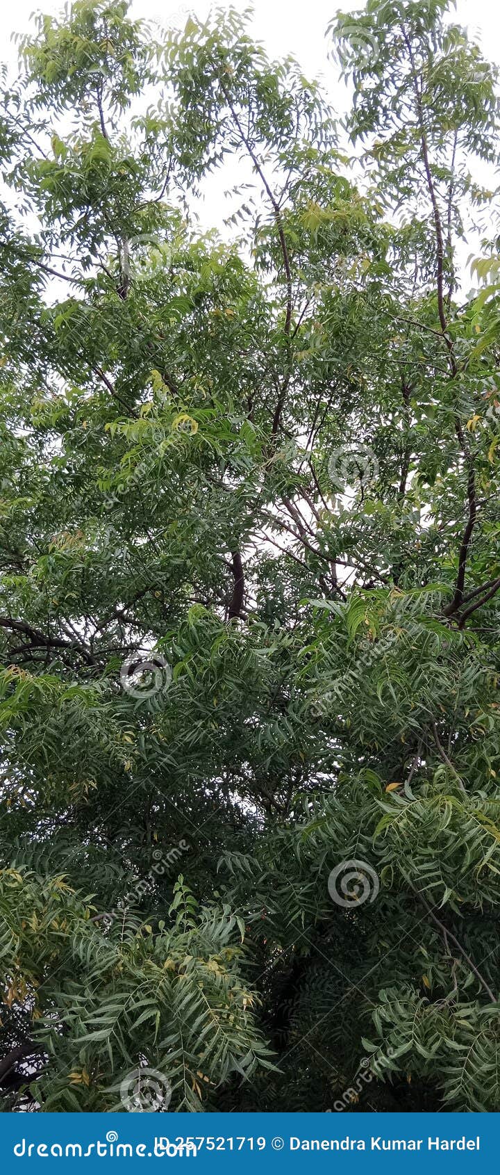 Neem tree images. stock image. Image of tree, blossom - 257521719