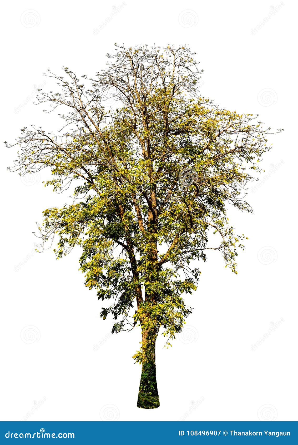 Neem Tree Isolated on White Background. Stock Image - Image of garden ...